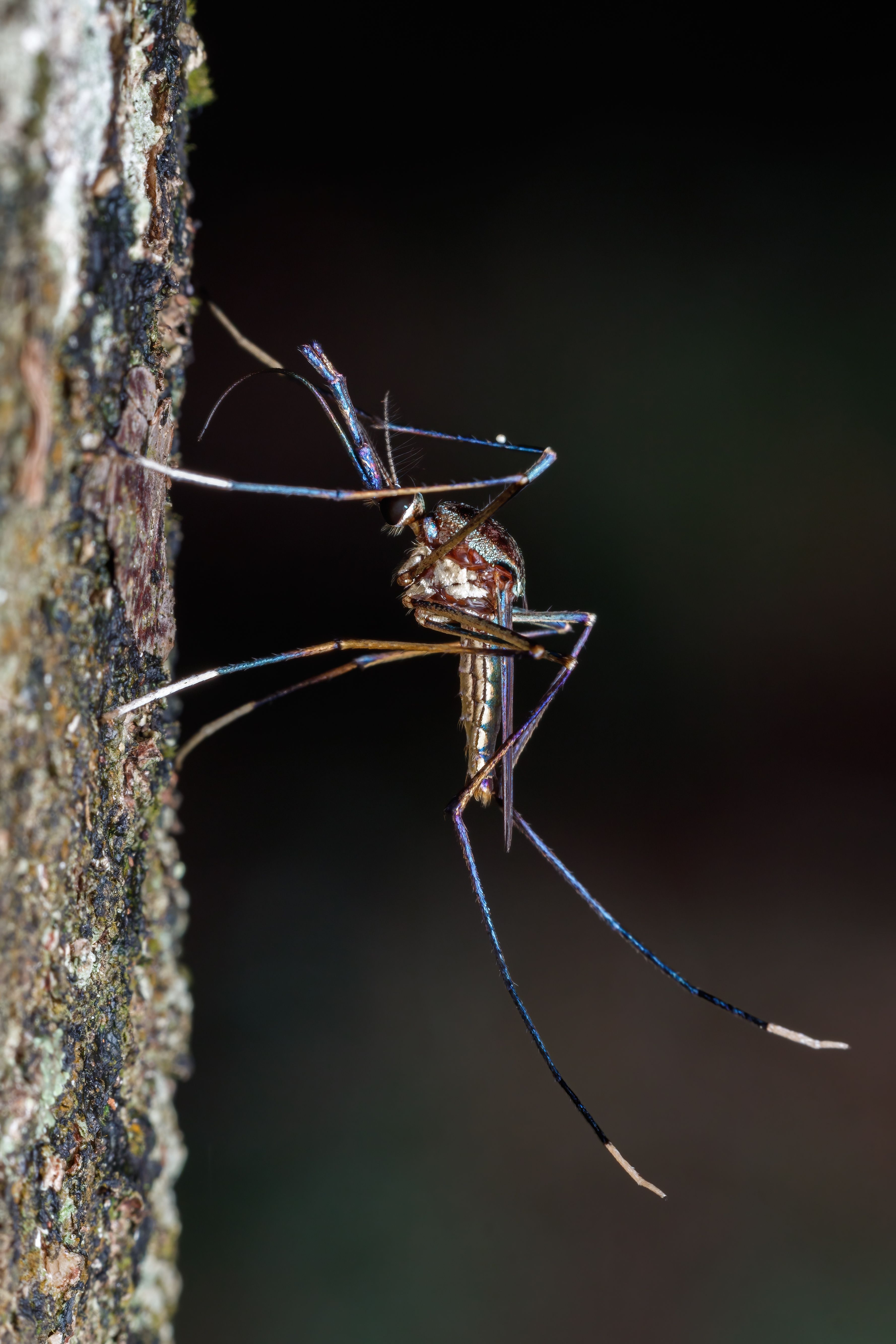 Foto de stock gratuita sobre @al aire libre, aedes, anatomía del ...