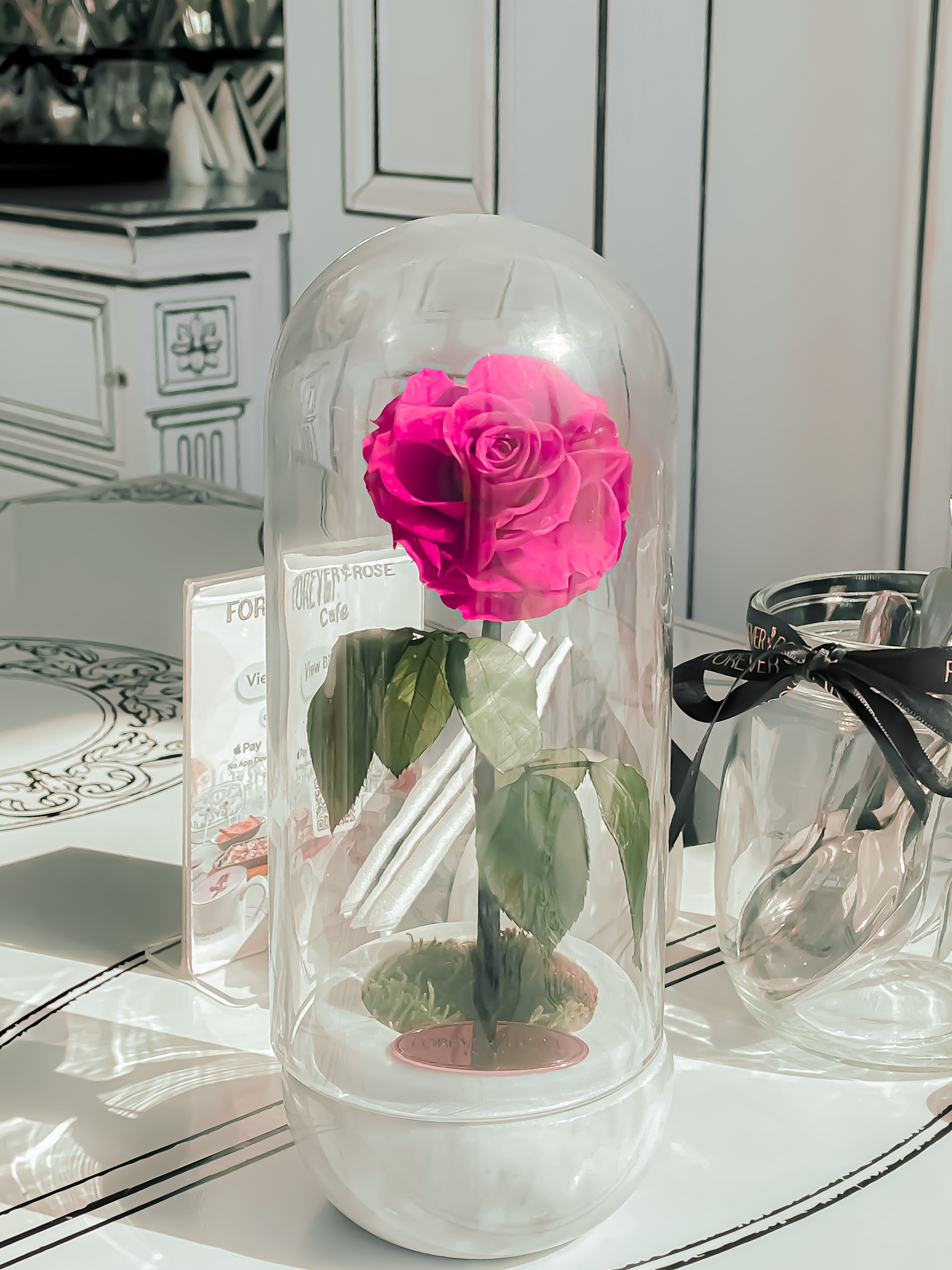 Pink Rose in Container · Free Stock Photo