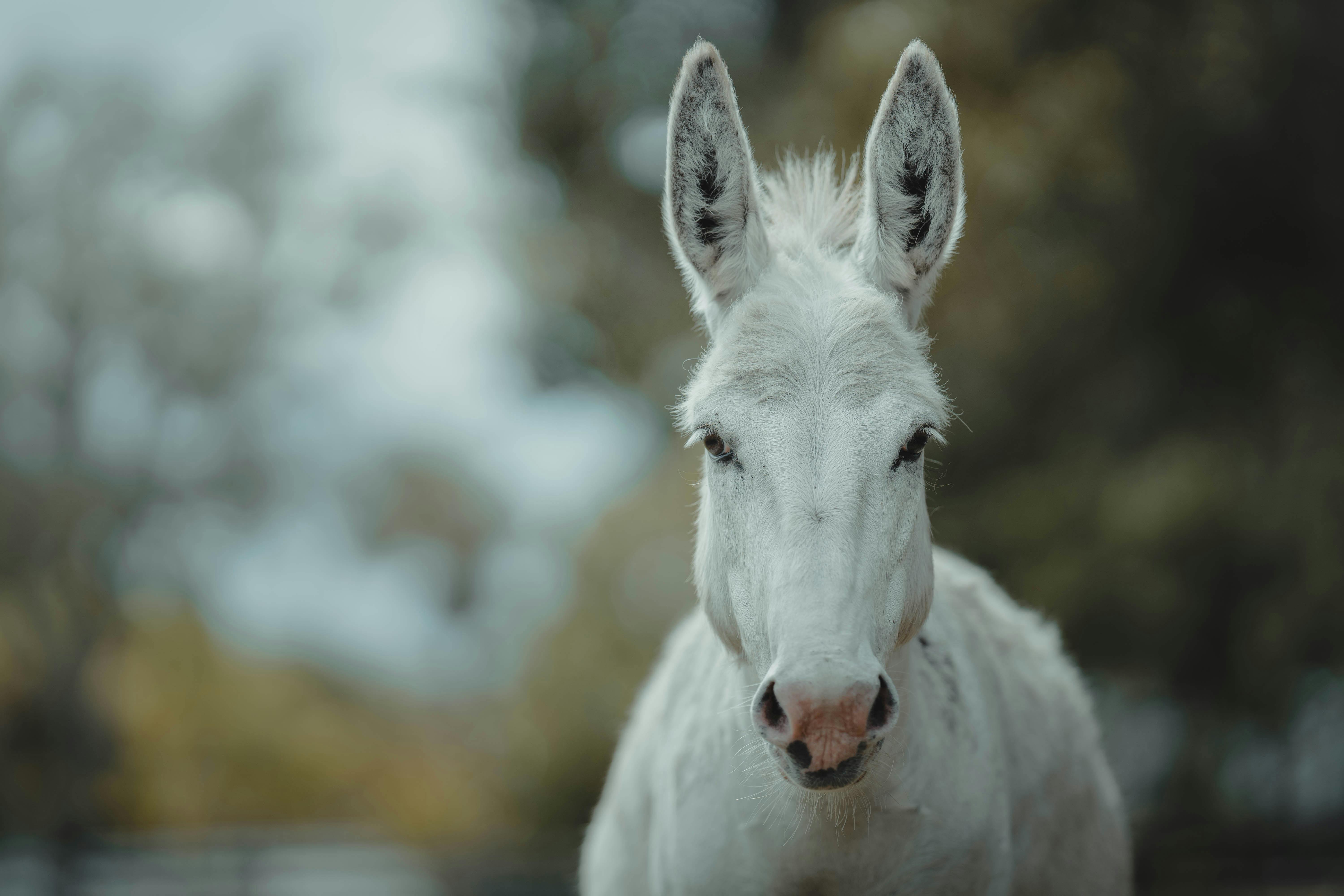Andalusian Donkey Facing Forward · Free Stock Photo