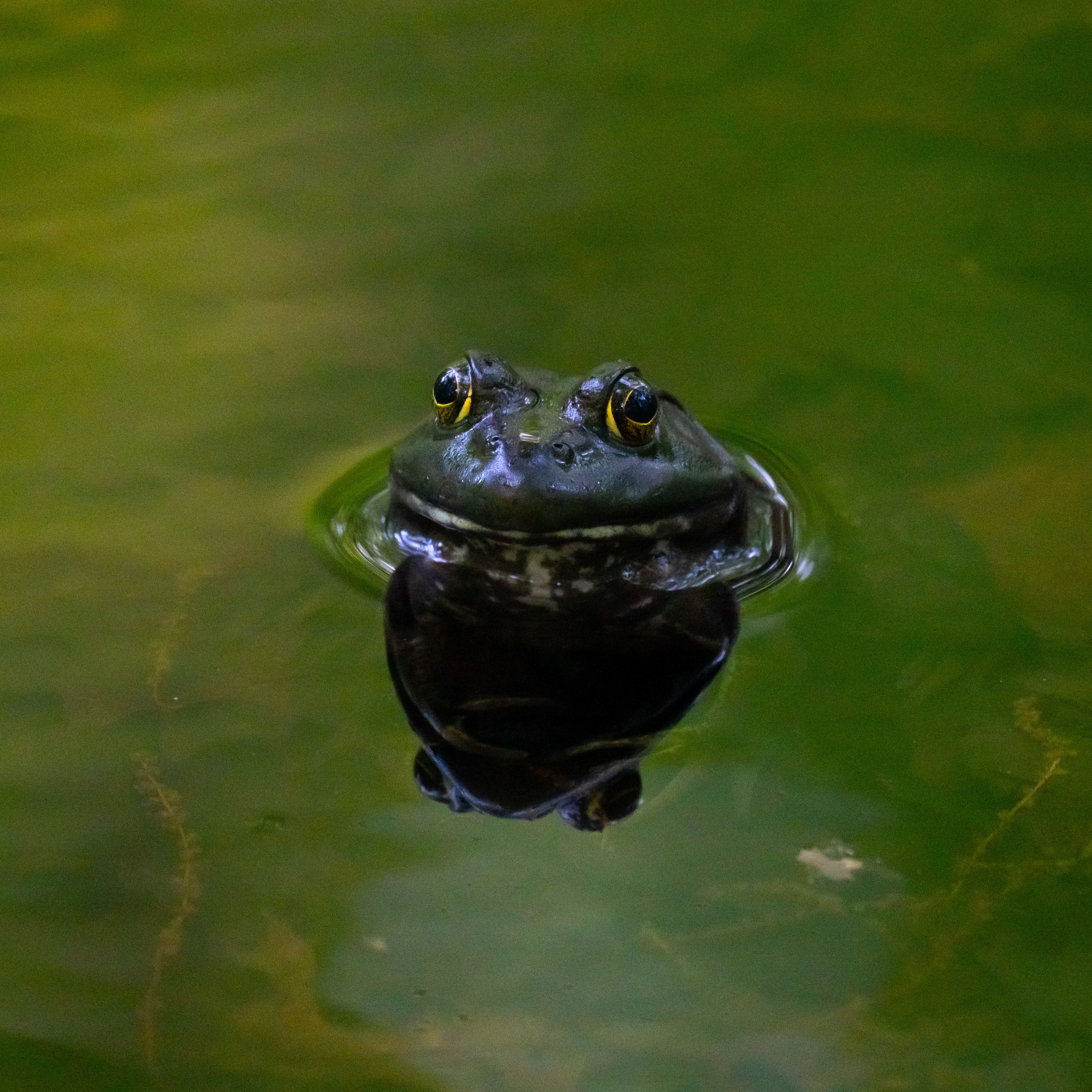 A frog floating in the water with its eyes open · Free Stock Photo