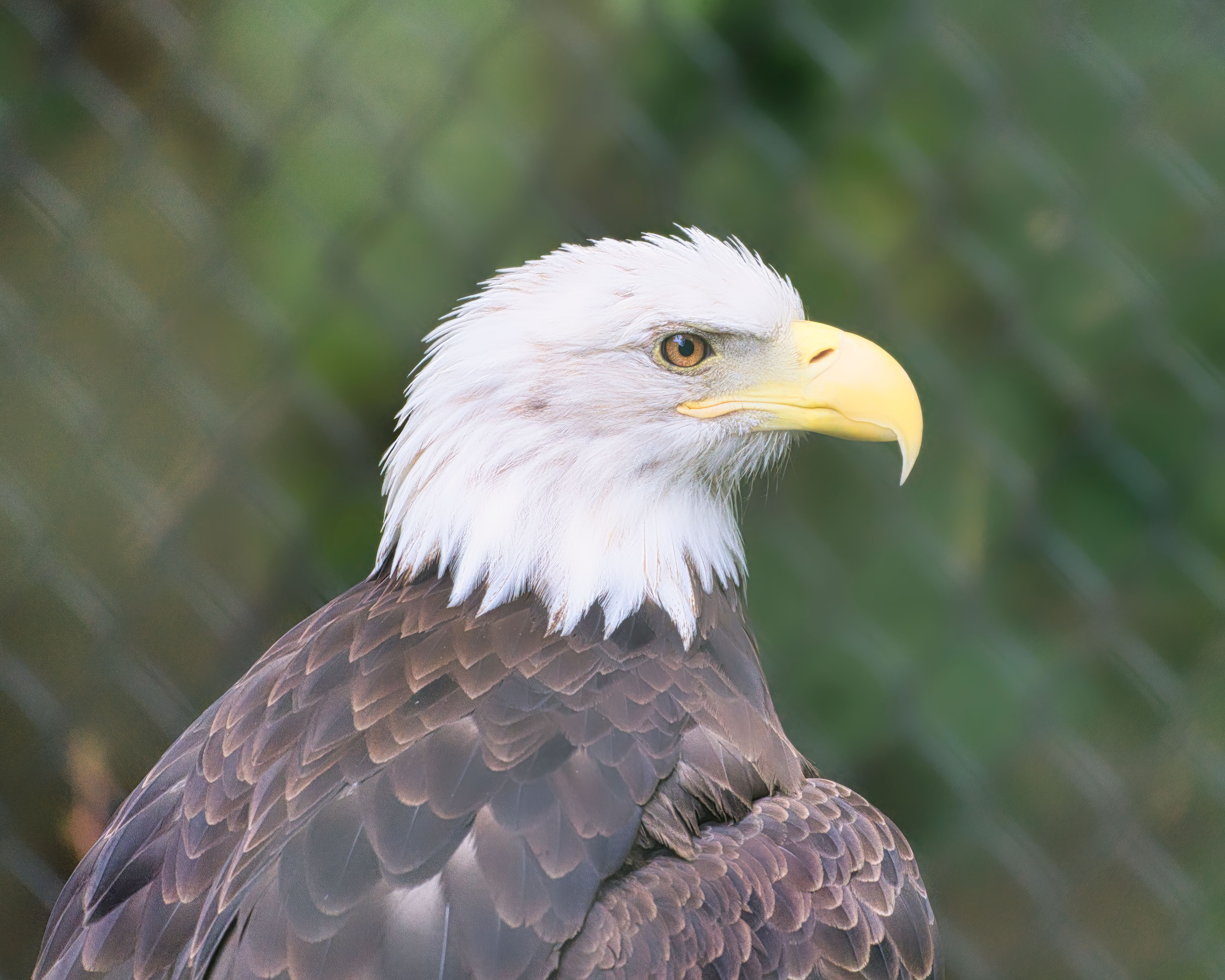 Portrait of a Bald Eagle · Free Stock Photo