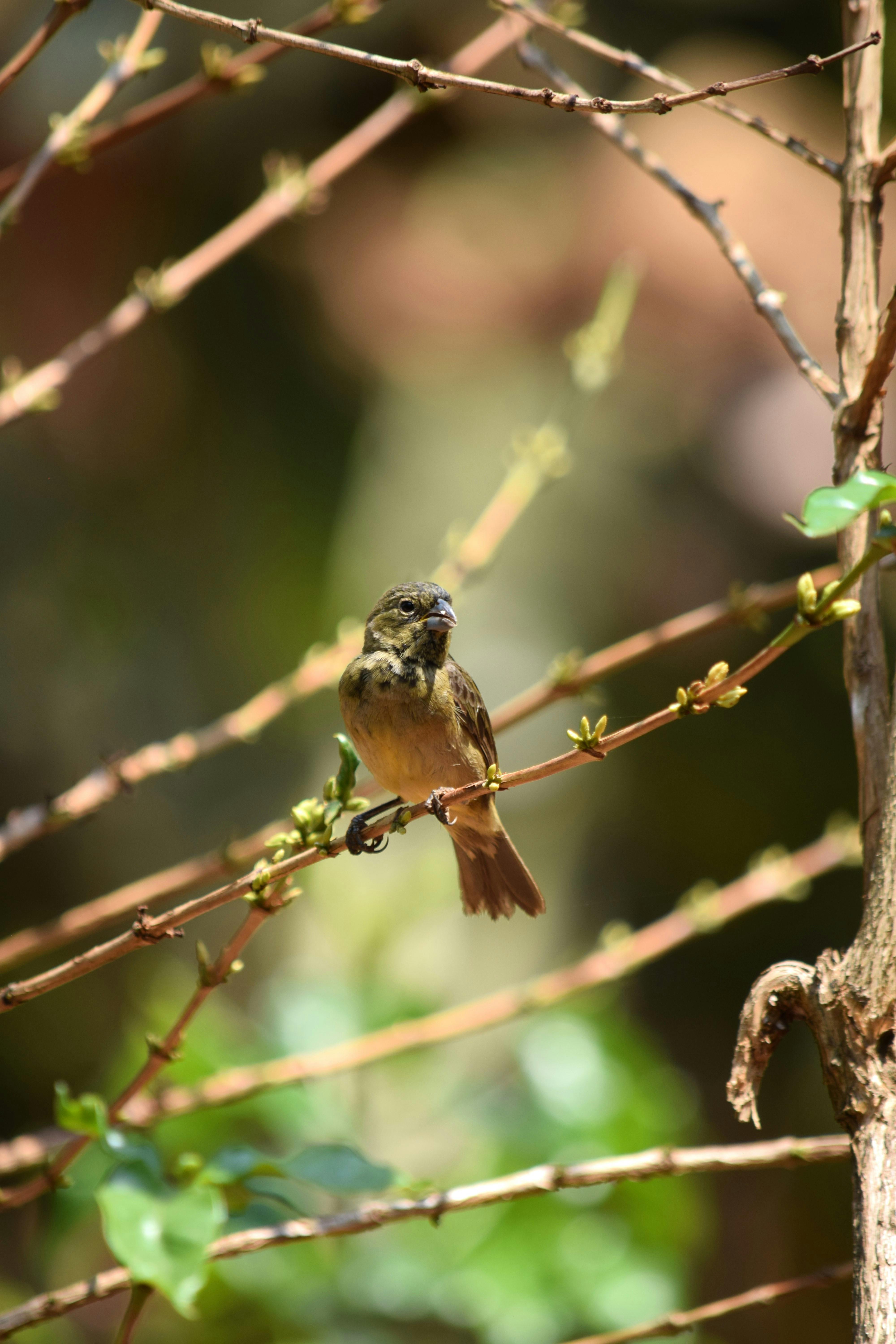 Dark-Throated Seedeater on Branch of Tree · Free Stock Photo