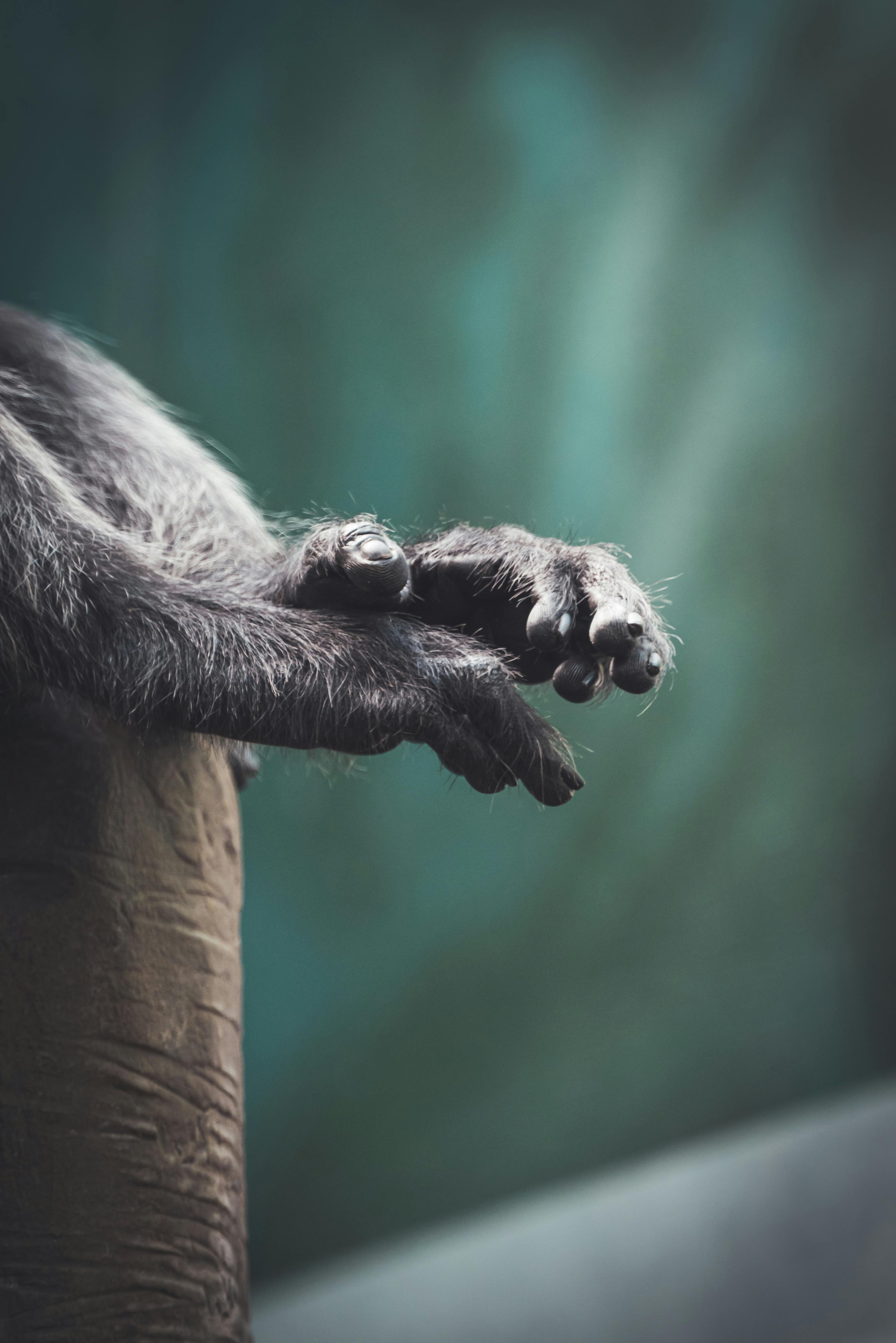 Gorilla Skin Photos, Download The BEST Free Gorilla Skin Stock Photos ...