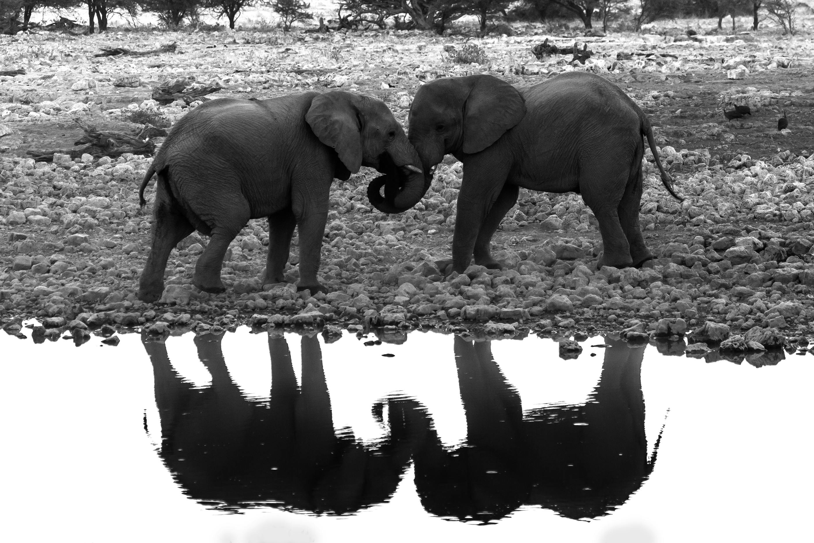 Elephants on Rocks by River in Namibia · Free Stock Photo