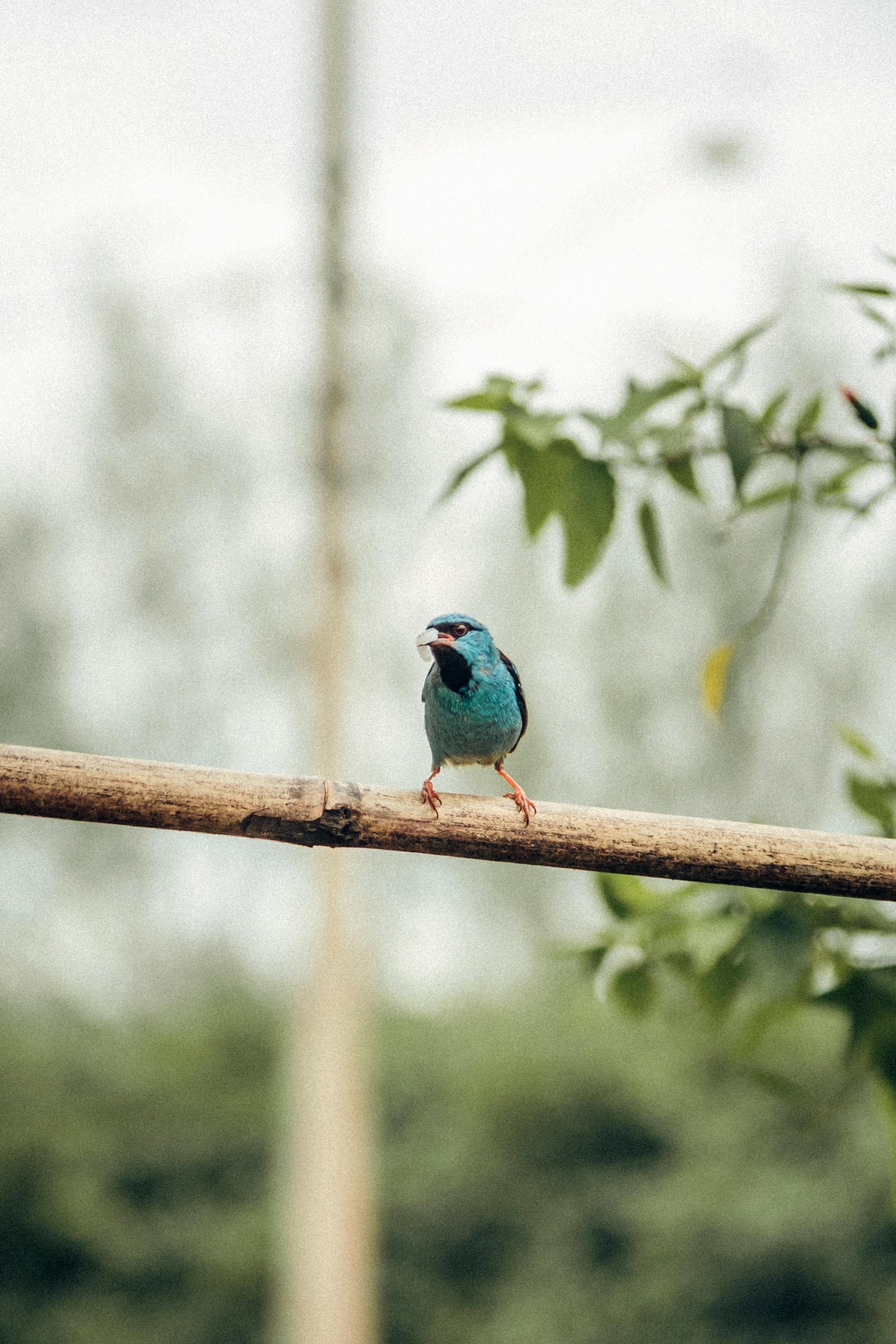 Portrait of Blue Dacnis Sitting on Branch · Free Stock Photo