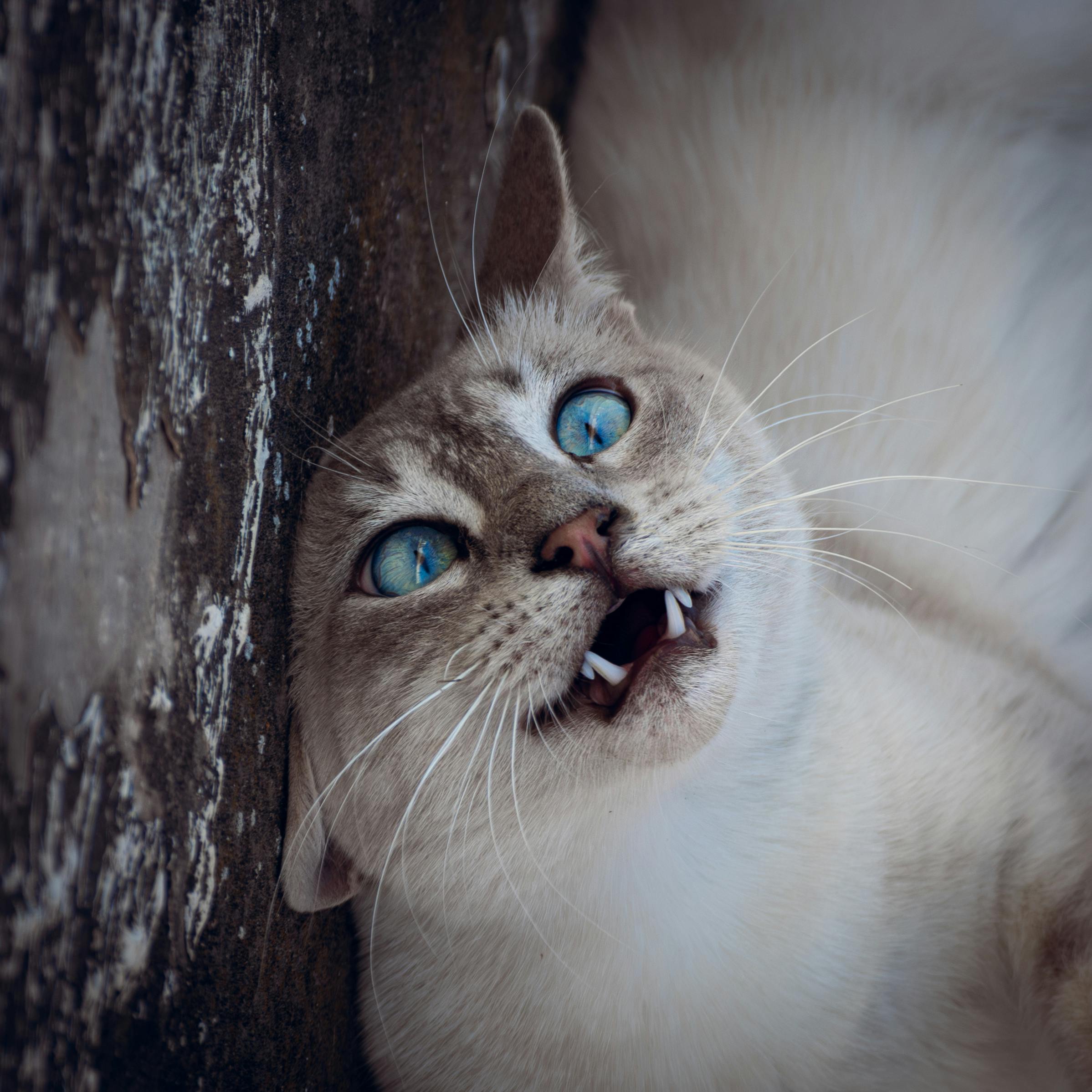 Blue-eyes-cat-acting-crazy · Free Stock Photo