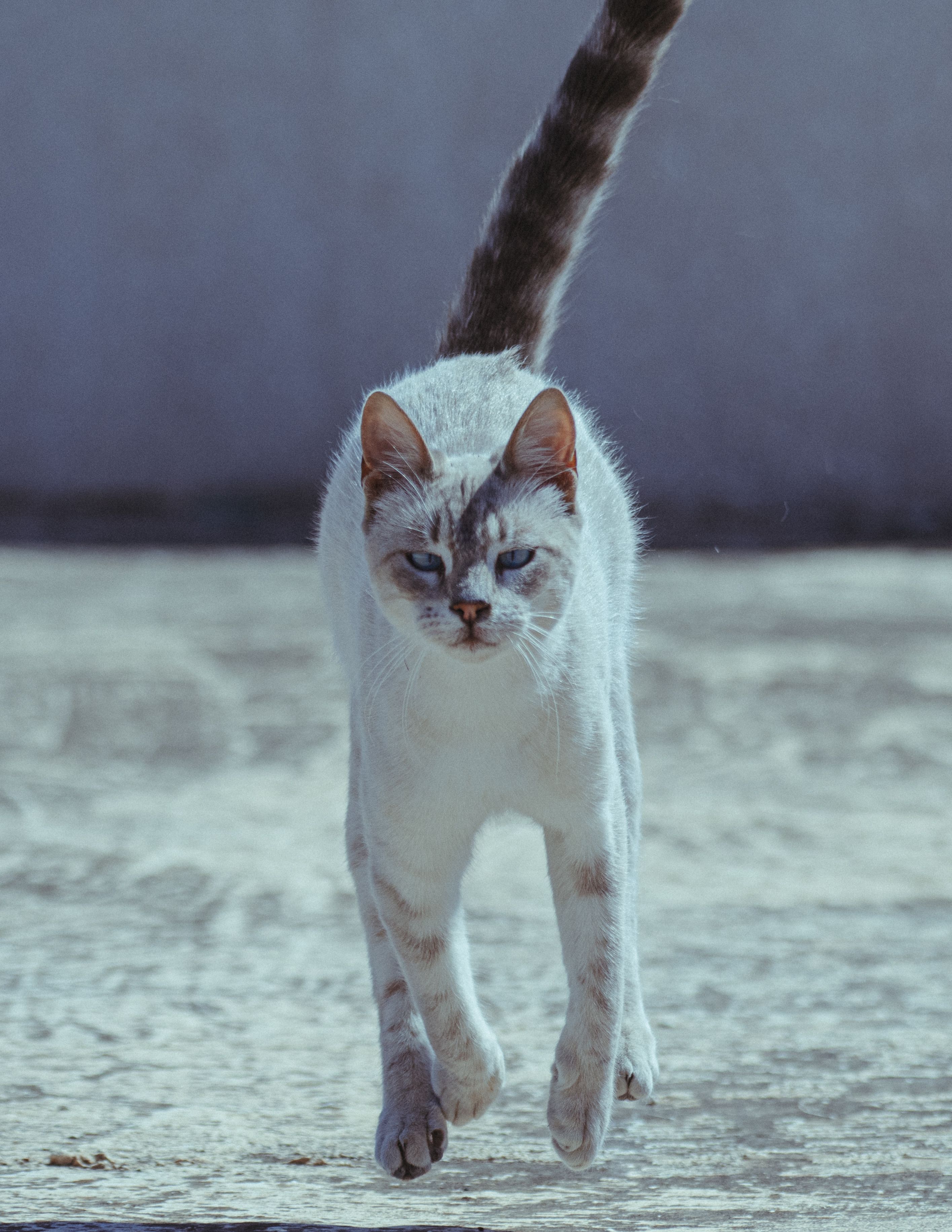 Running White Cat · Free Stock Photo