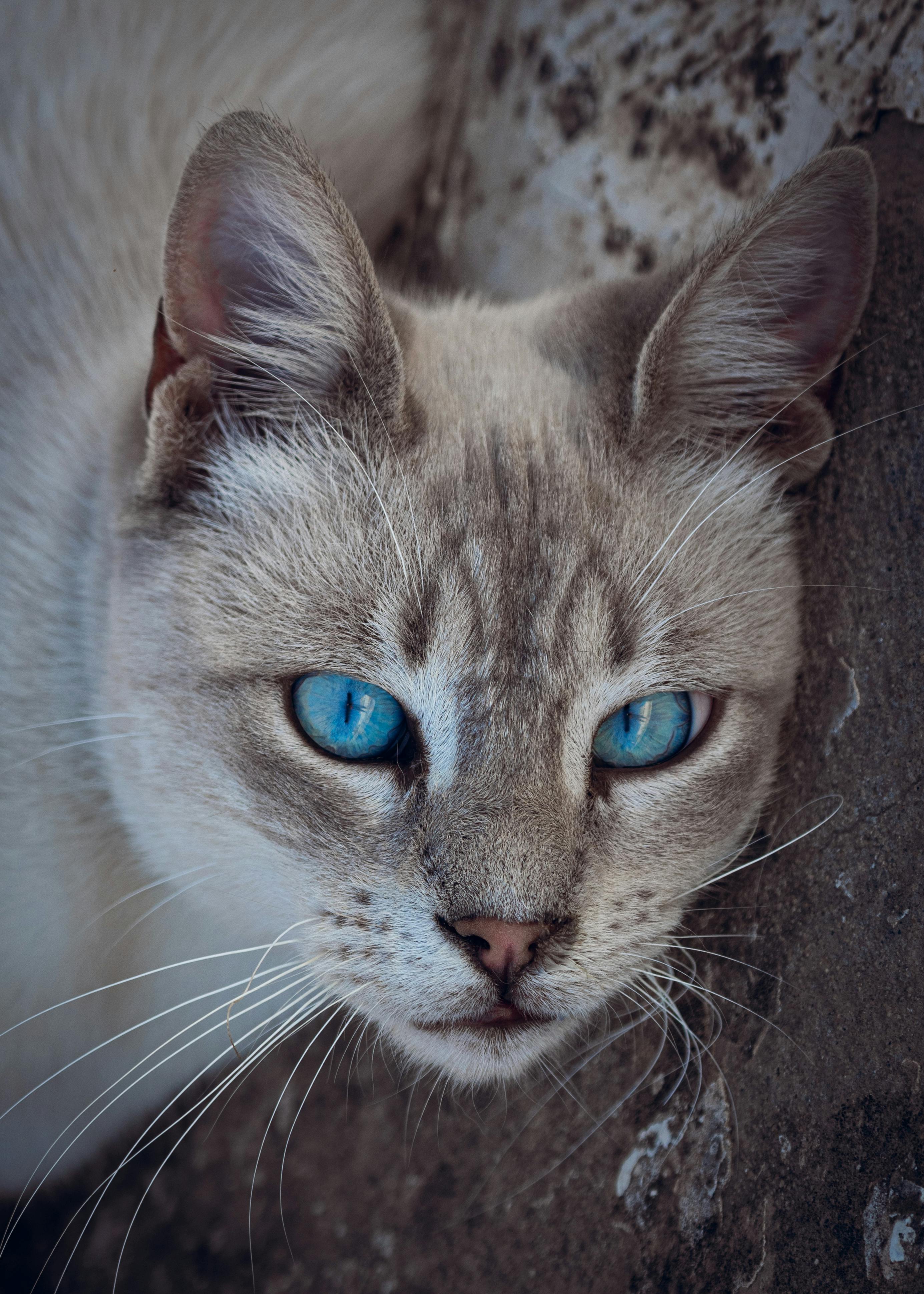 Blue Eye Cat Wallpaper Photos, Download The BEST Free Blue Eye Cat ...