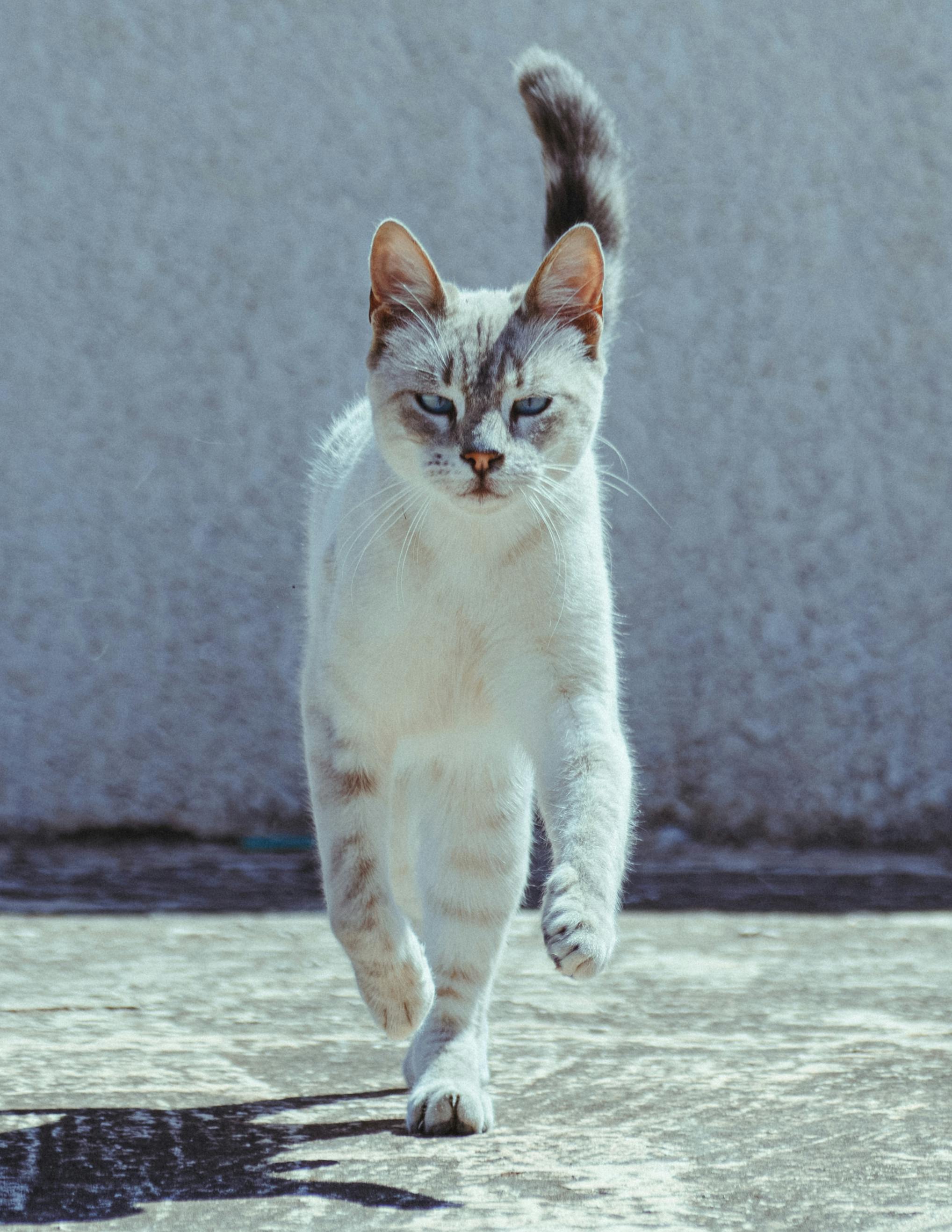 White Cat Running · Free Stock Photo