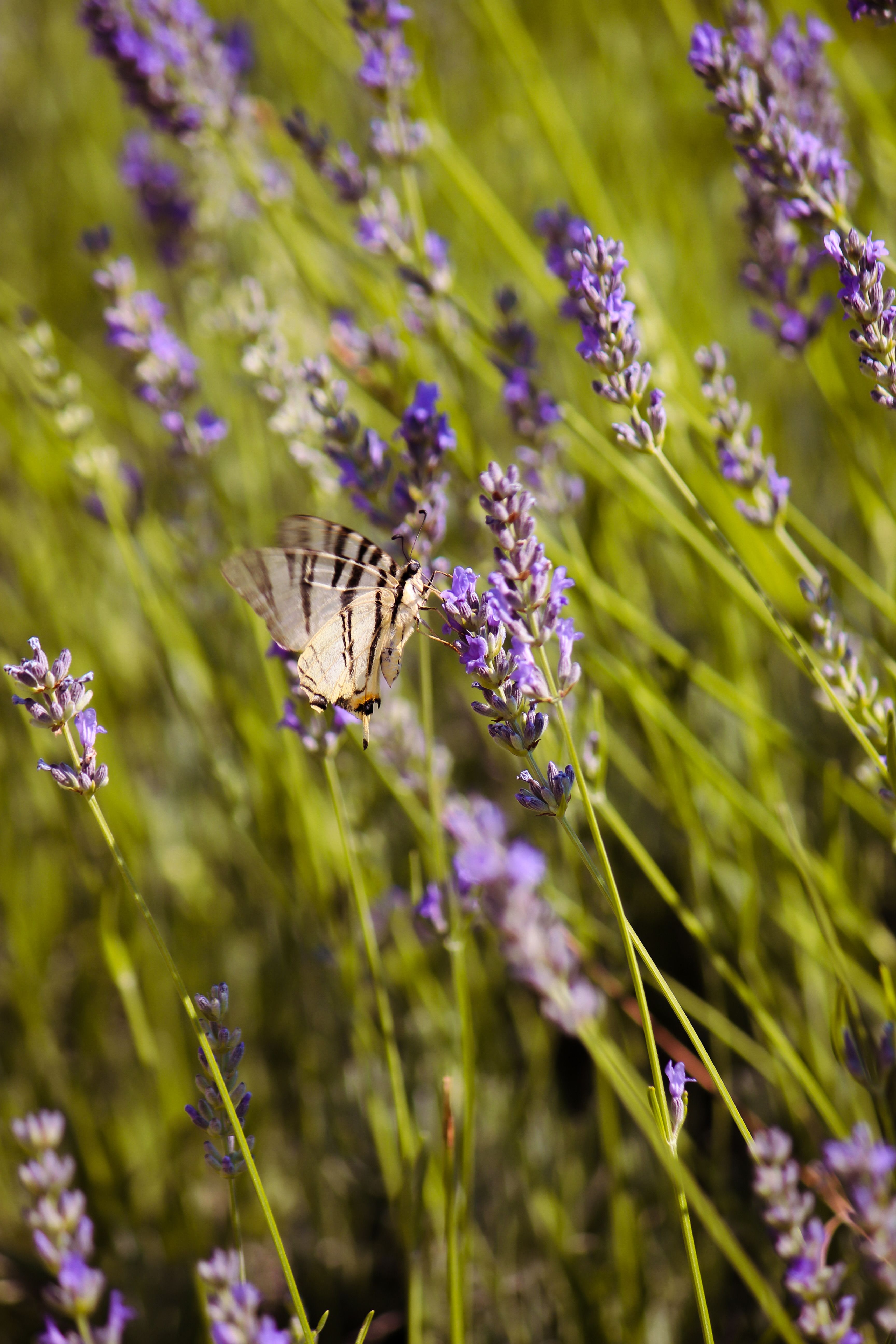 Butterfly on Lavender · Free Stock Photo
