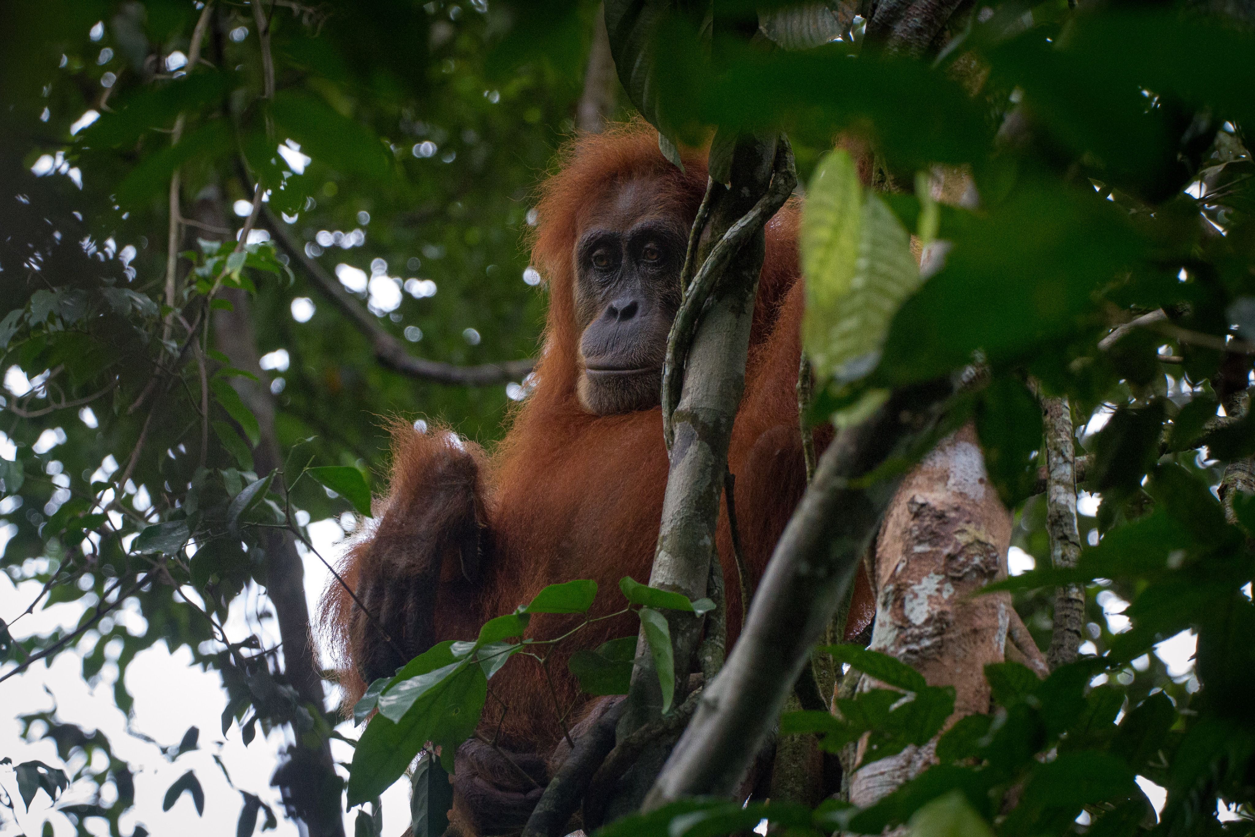 An Orangutan in a Tree · Free Stock Photo