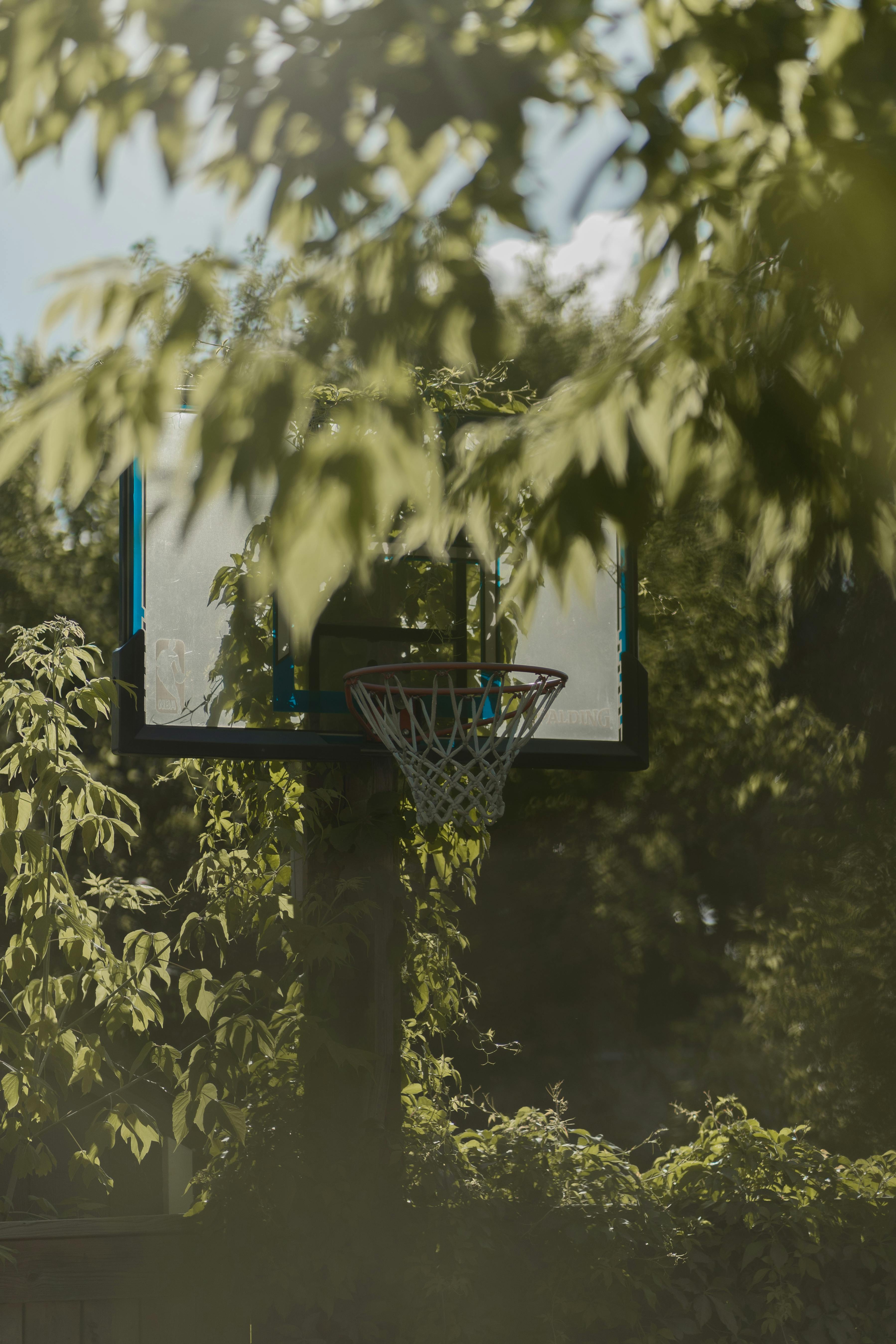 Basketball Hoop behind Tree · Free Stock Photo