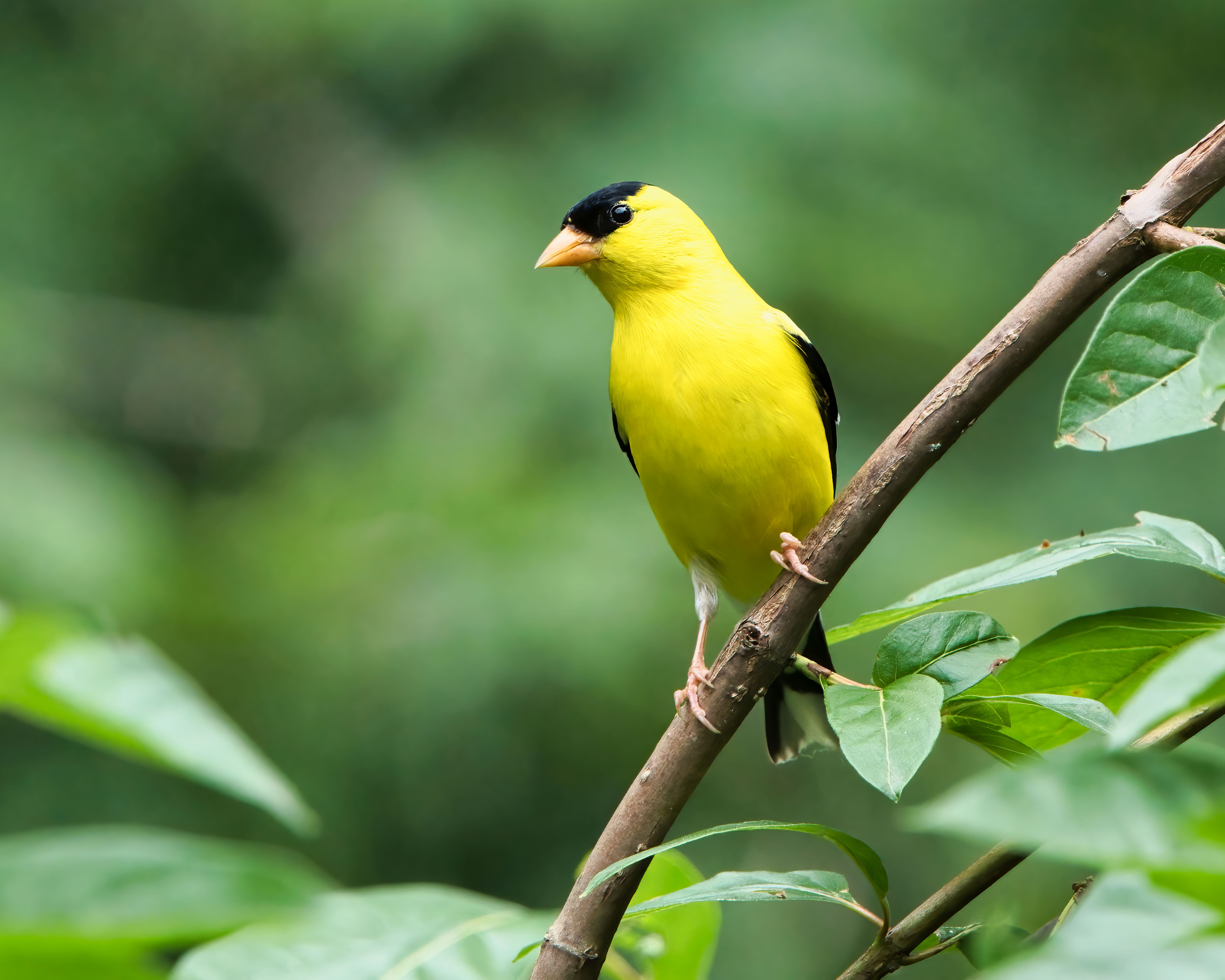 Eurasian Golden Oriole Bird · Free Stock Photo