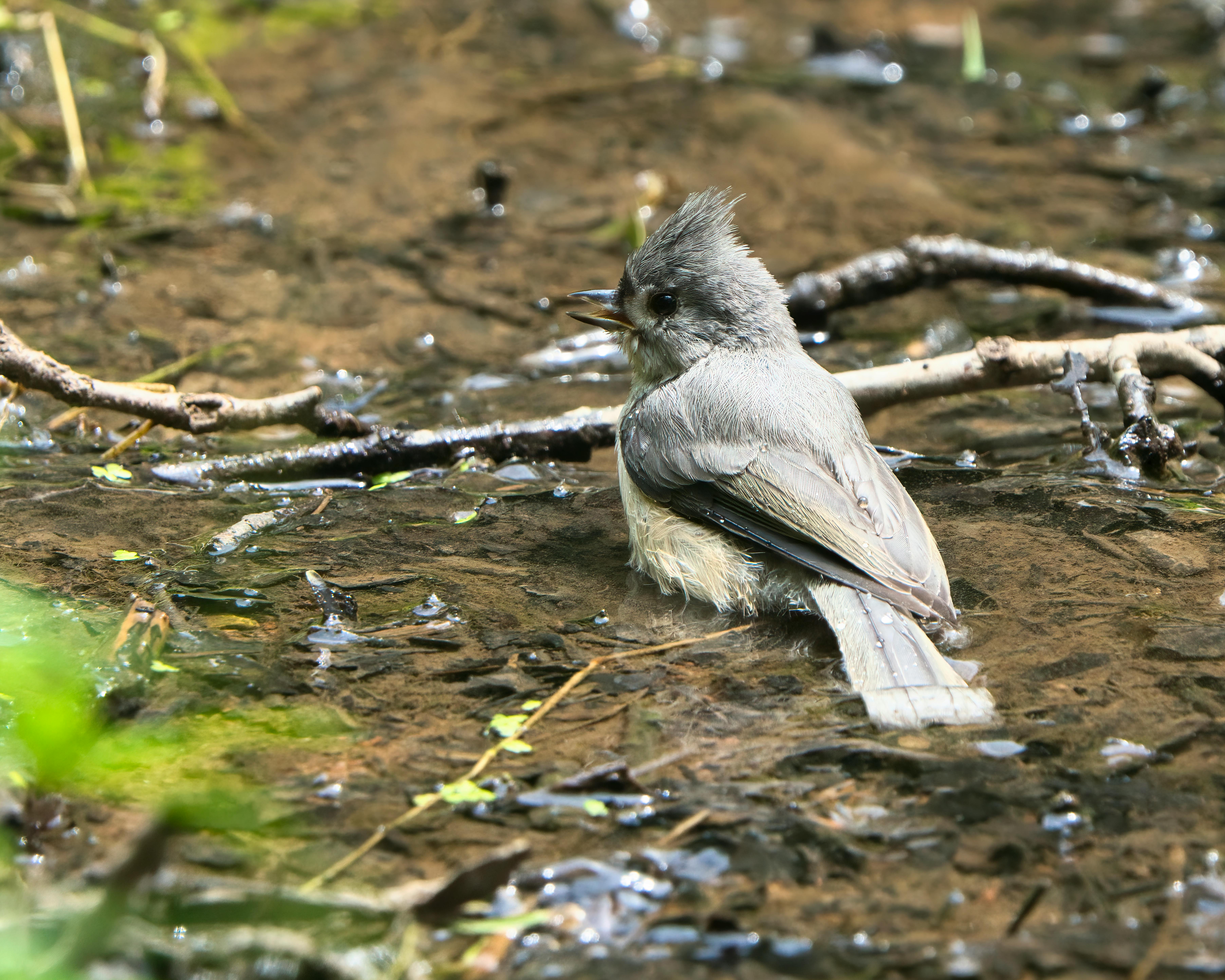 Close up of a Tufted Titmouse · Free Stock Photo