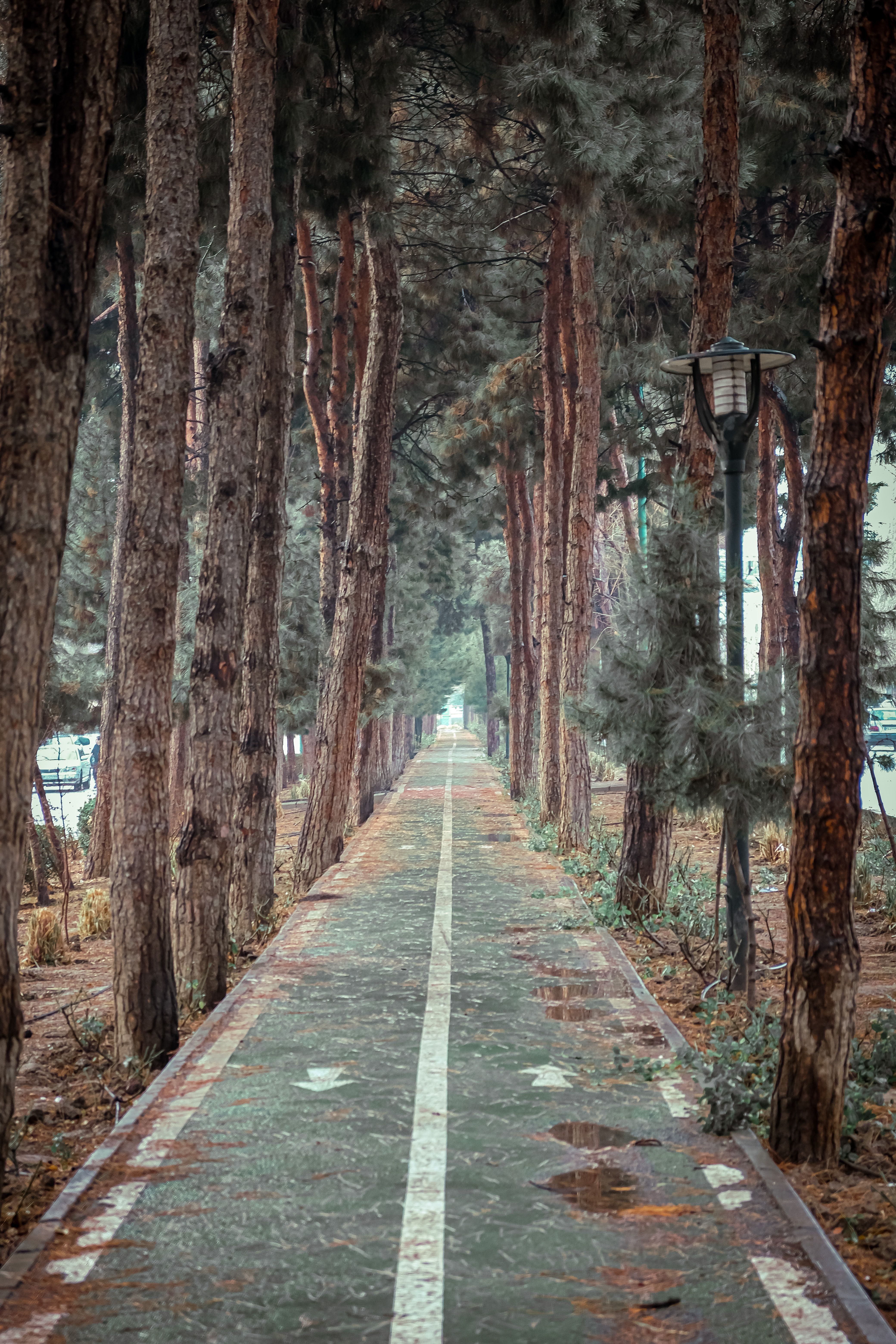 Trees in Straight Line Beside Pathway · Free Stock Photo