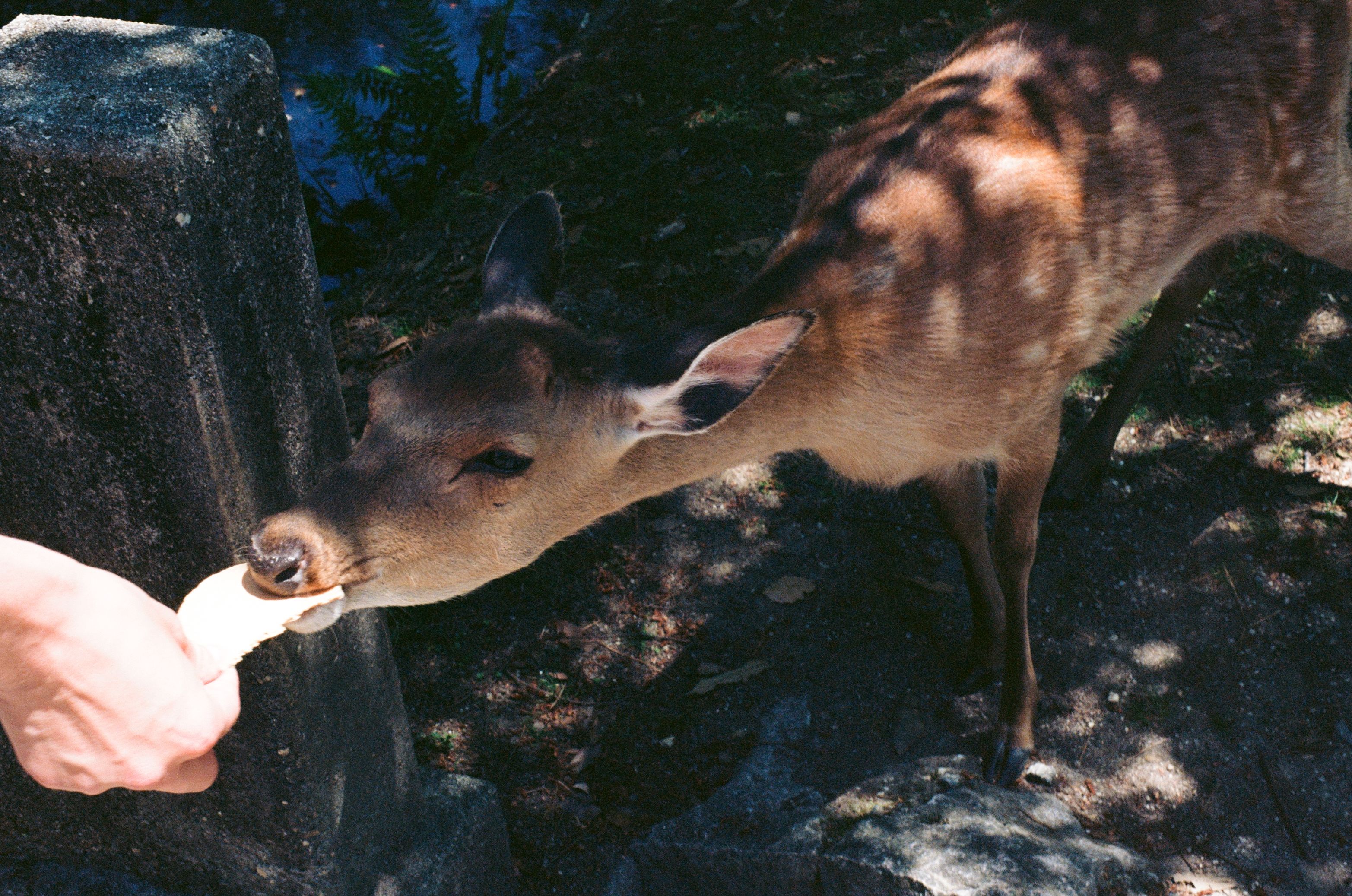 Kid Feeding Antelope · Free Stock Photo