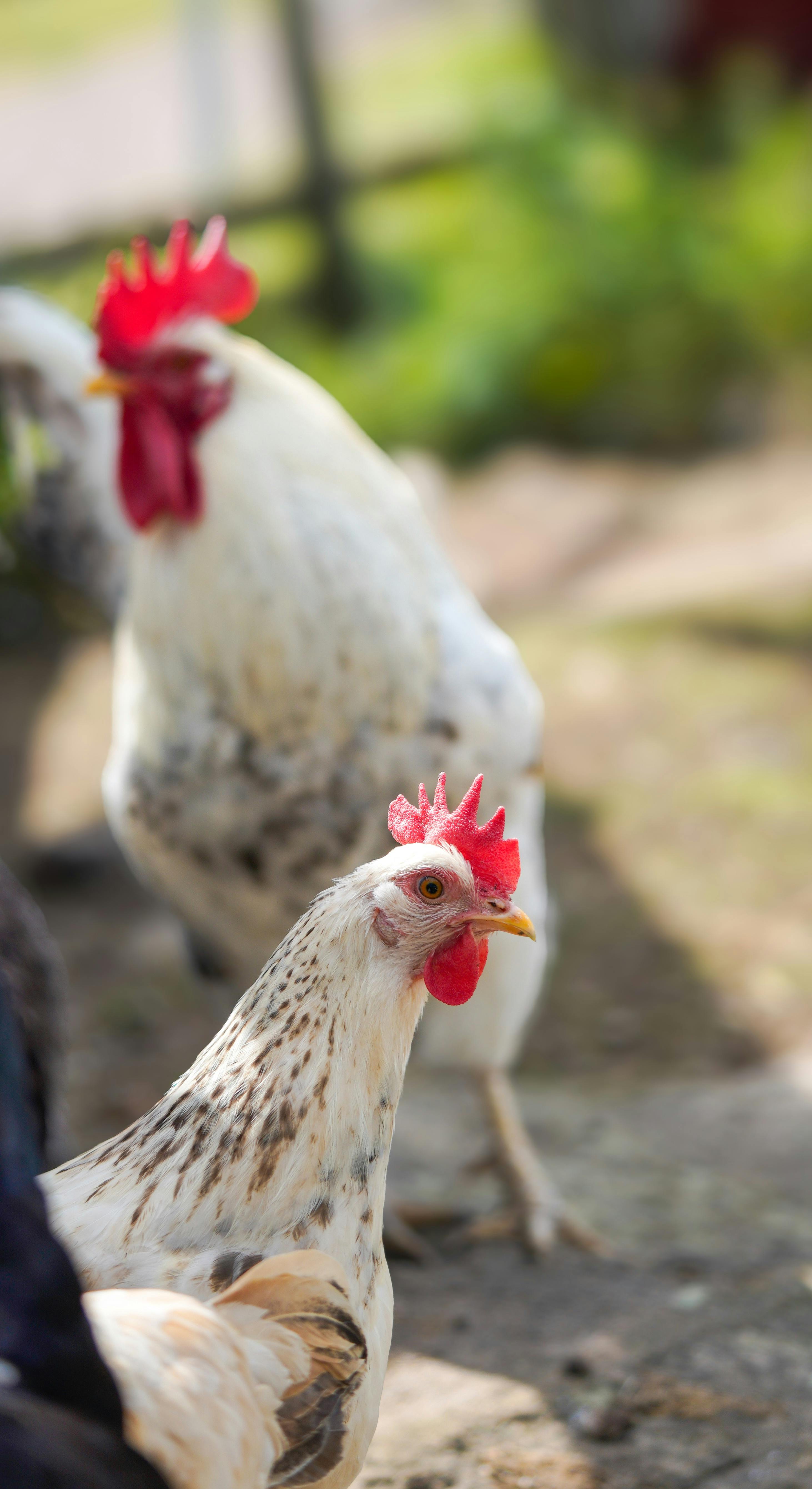 Rooster with Red Comb · Free Stock Photo