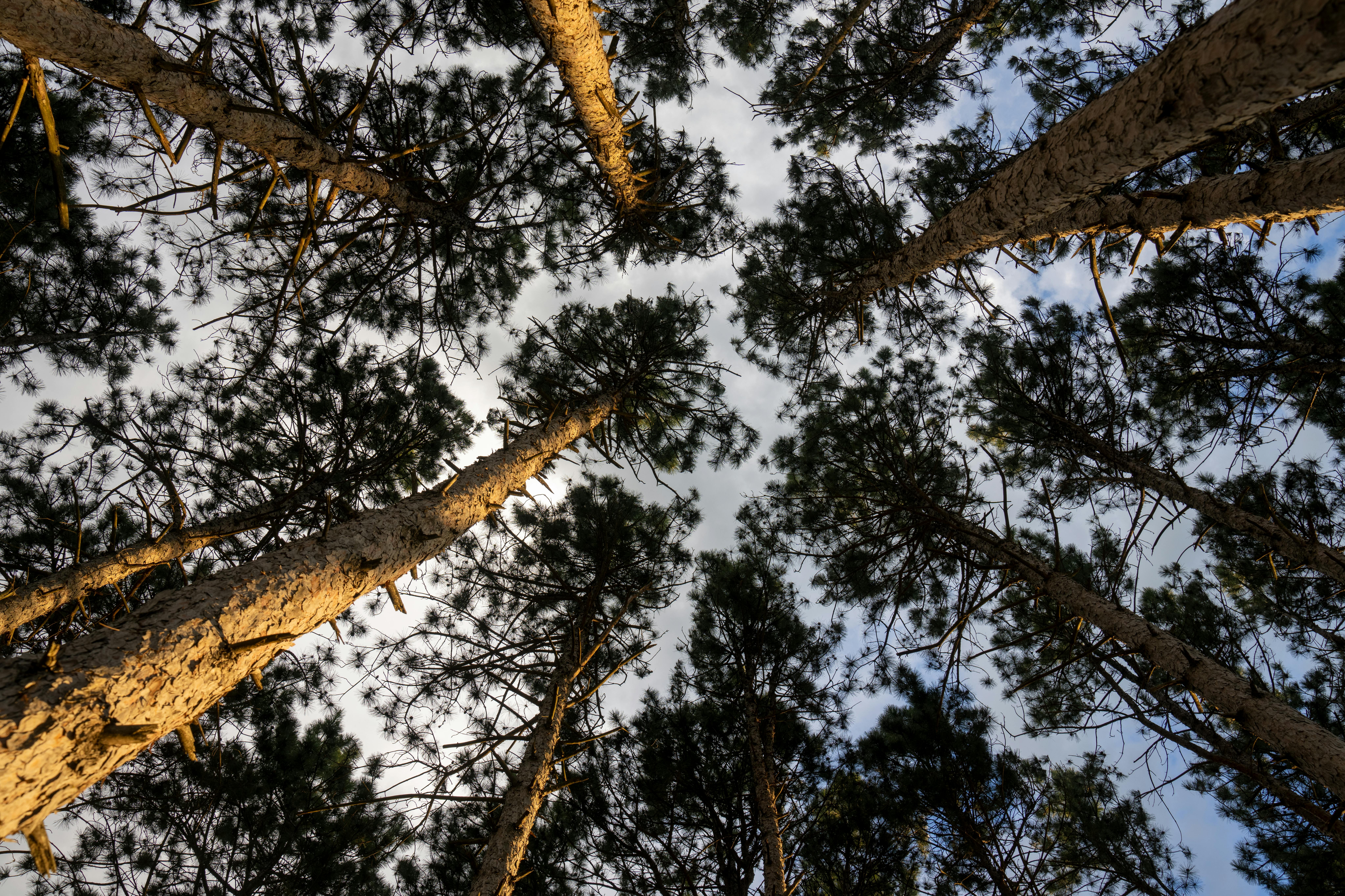 Tall Conifer Treetops · Free Stock Photo