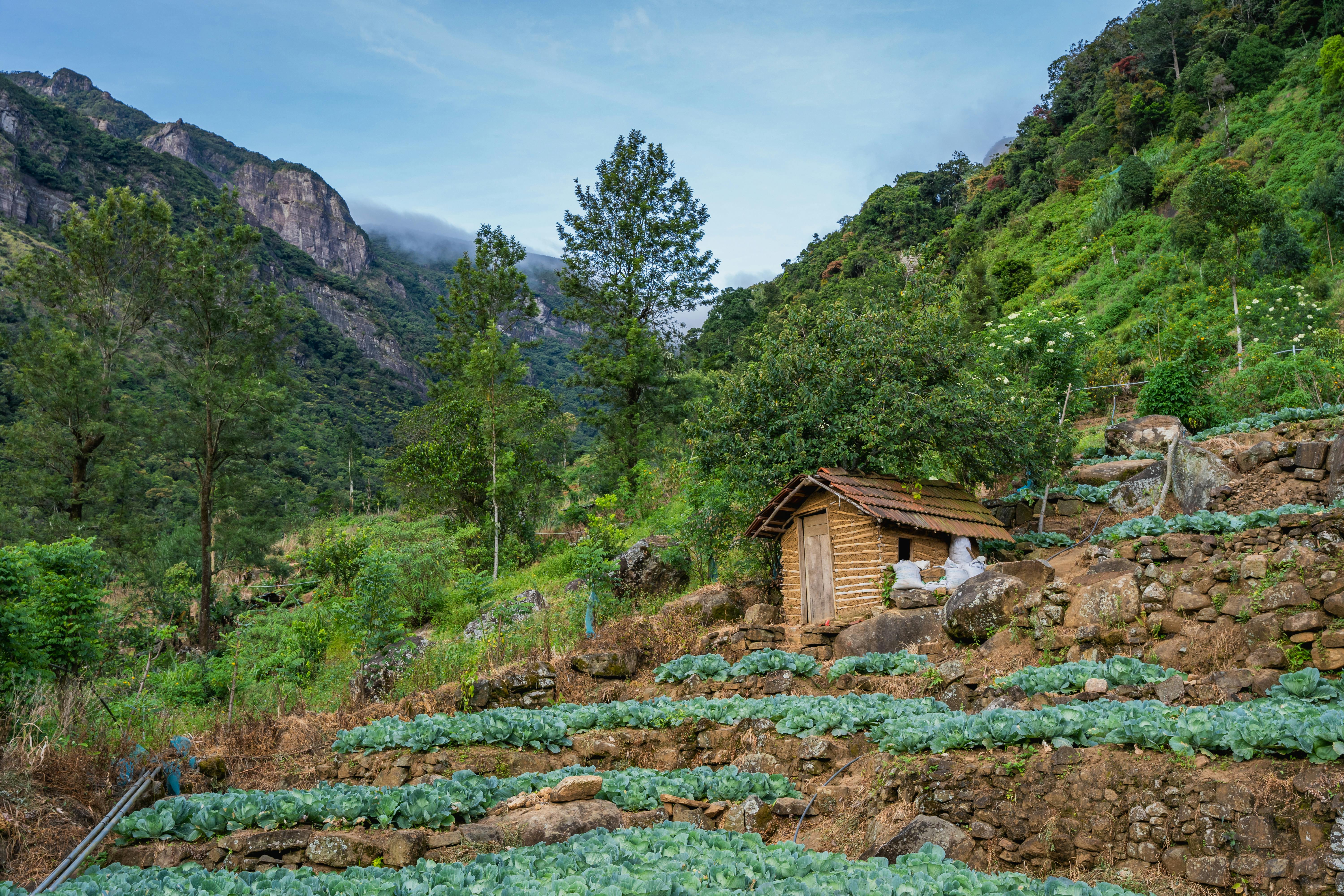 A small hut in the middle of a field with vegetables growing · Free ...