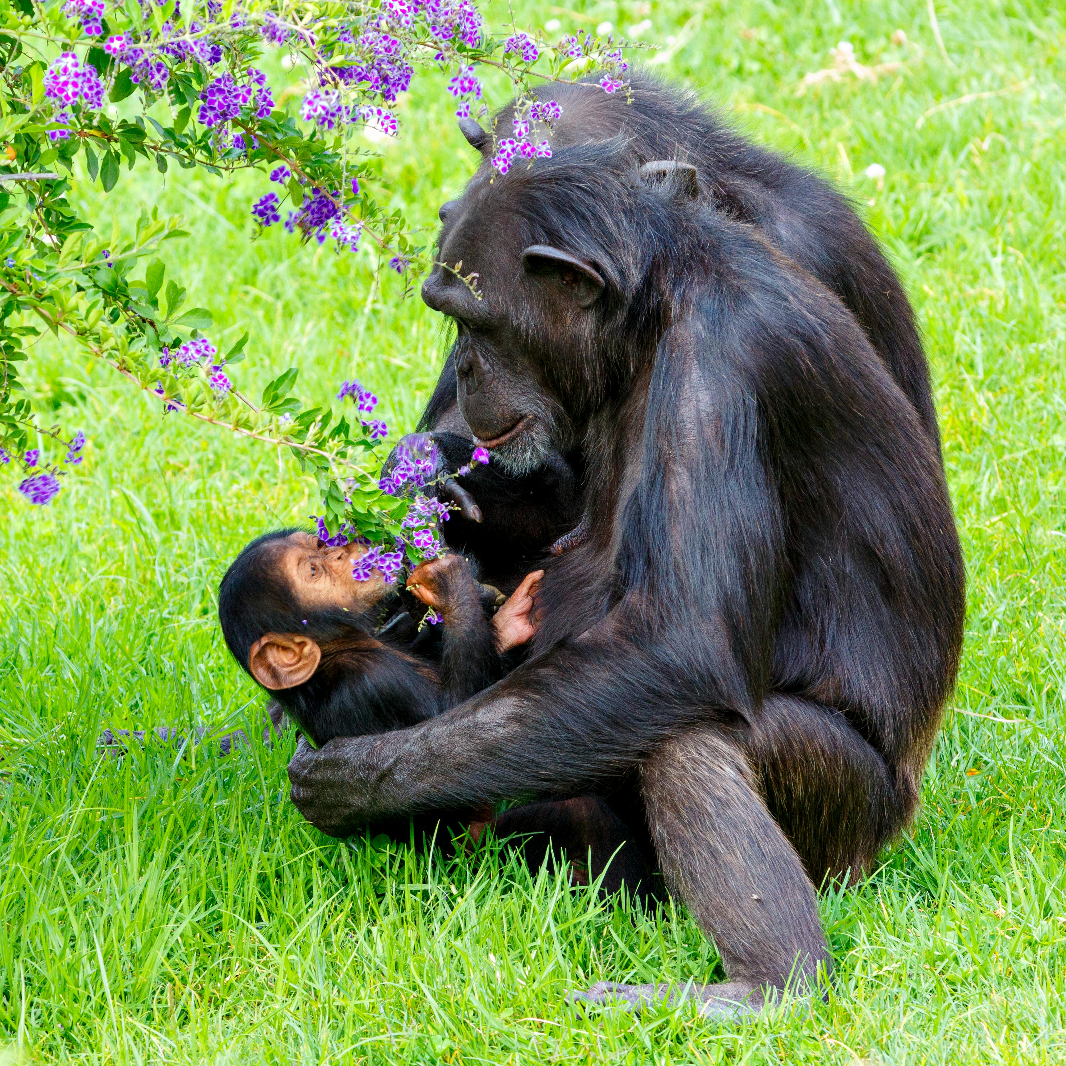 A Chimpanzee with a Baby Sitting on the Grass · Free Stock Photo