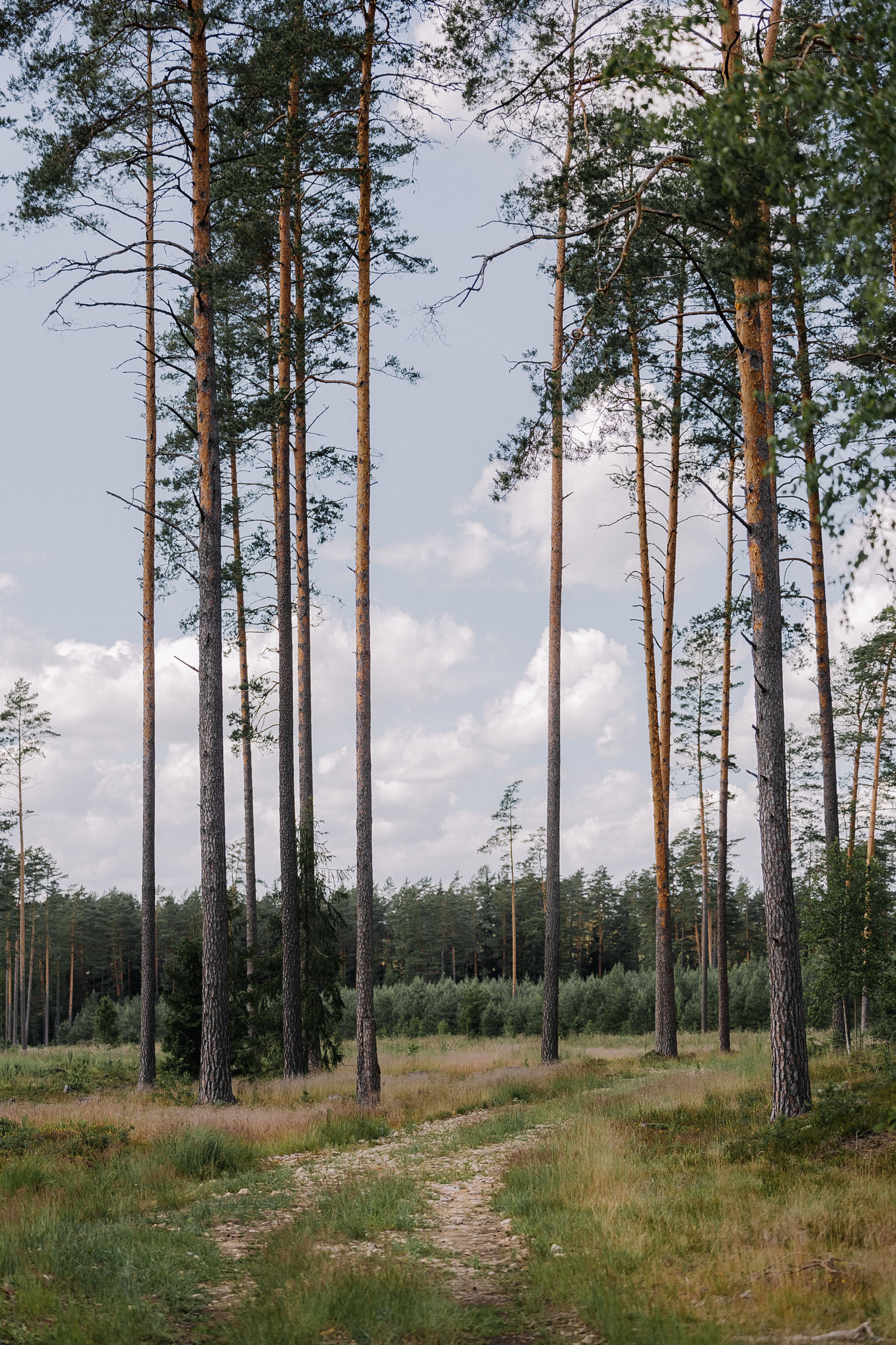 Tall Conifer Trees · Free Stock Photo