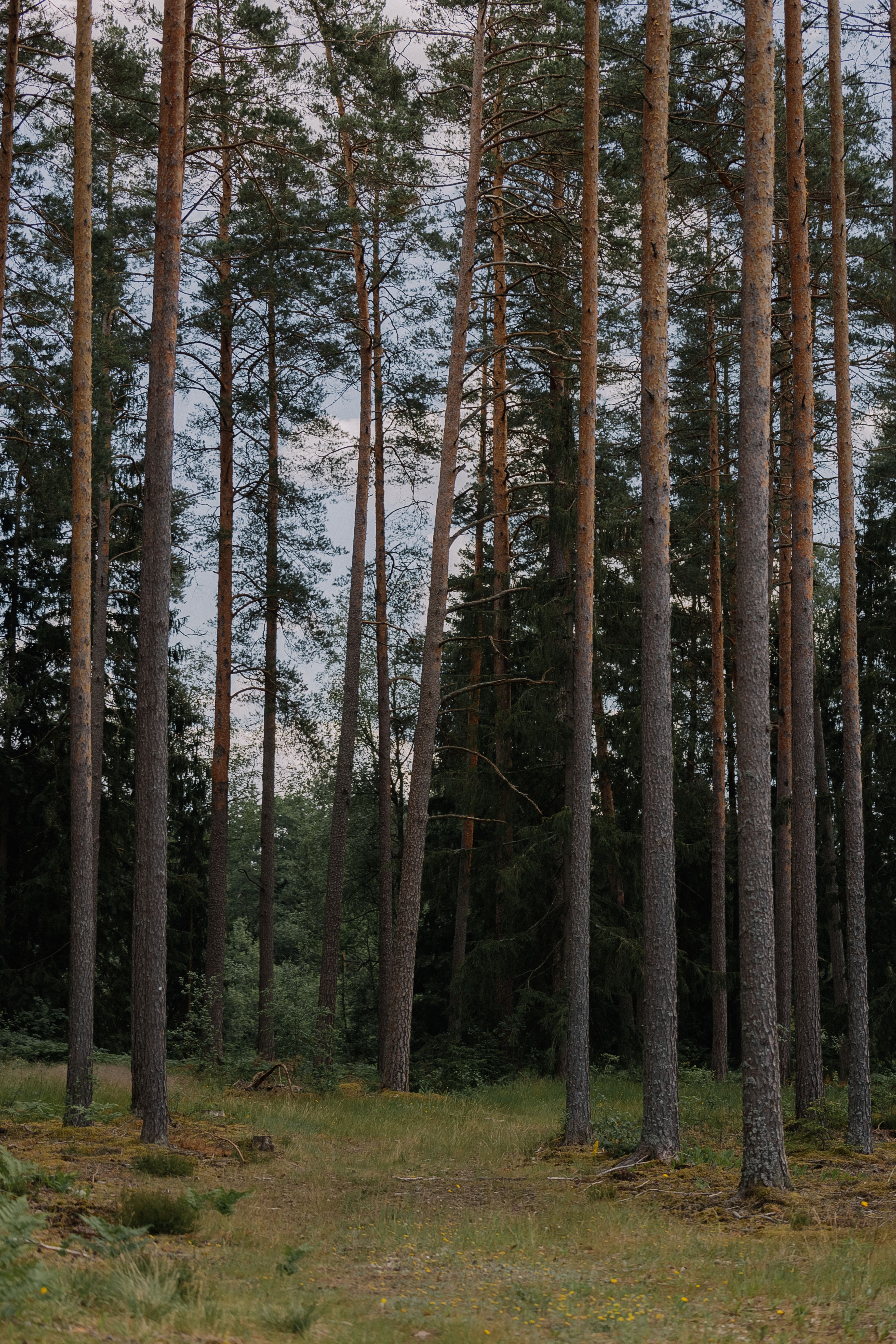 Conifer Trees in a Forest · Free Stock Photo