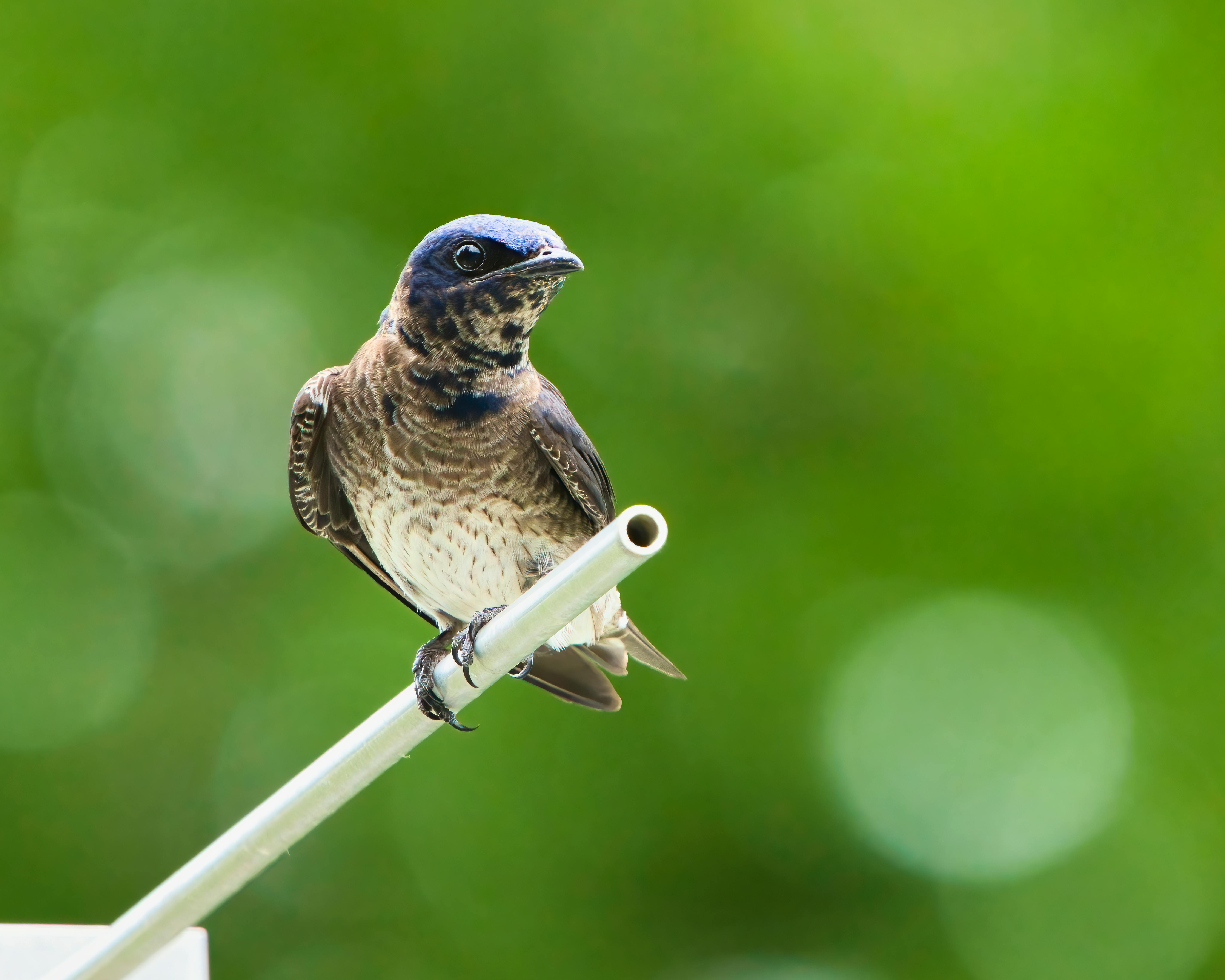 Close-up of the Purple Martin · Free Stock Photo