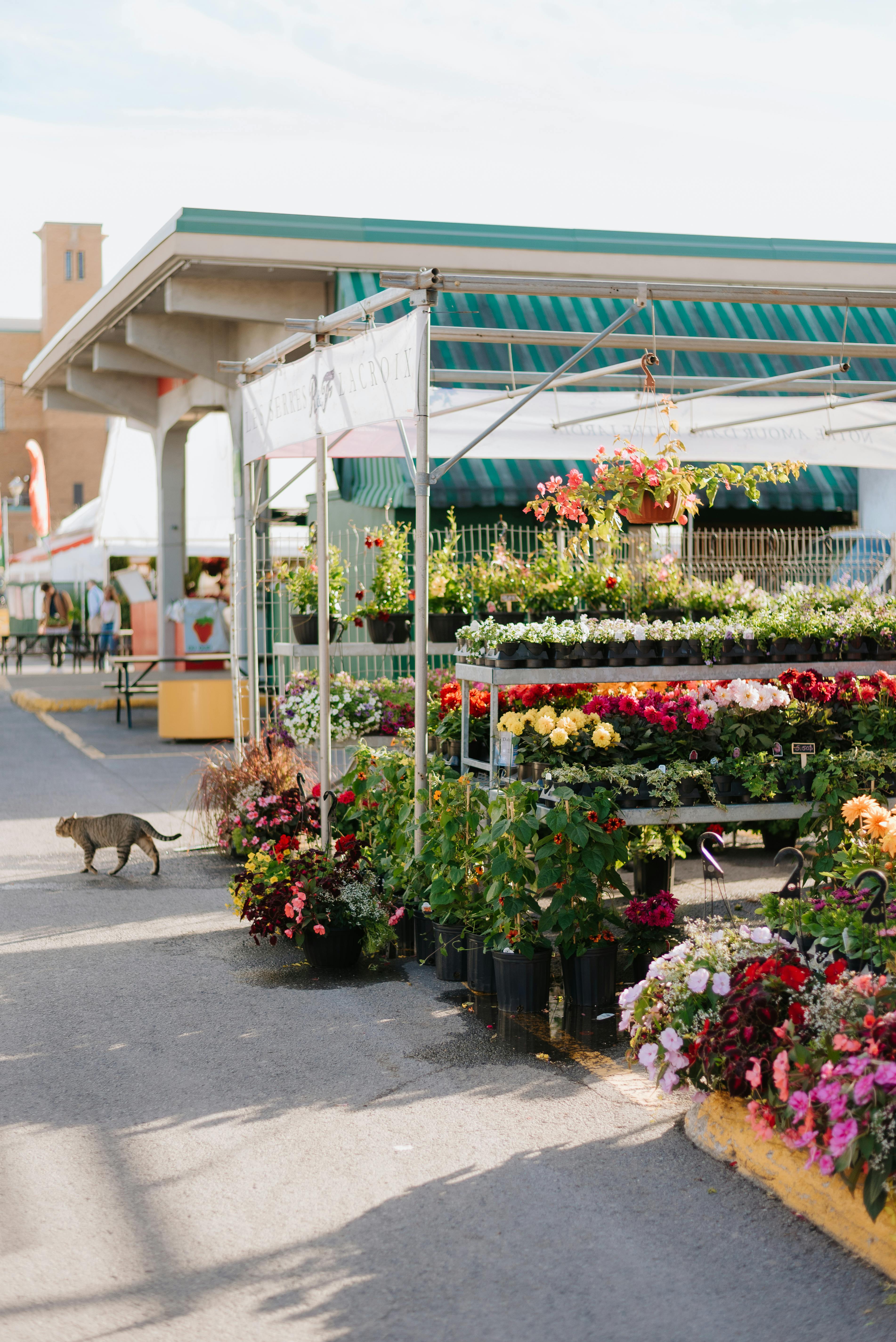 Pet Friendly Market Photos, Download The BEST Free Pet Friendly Market ...