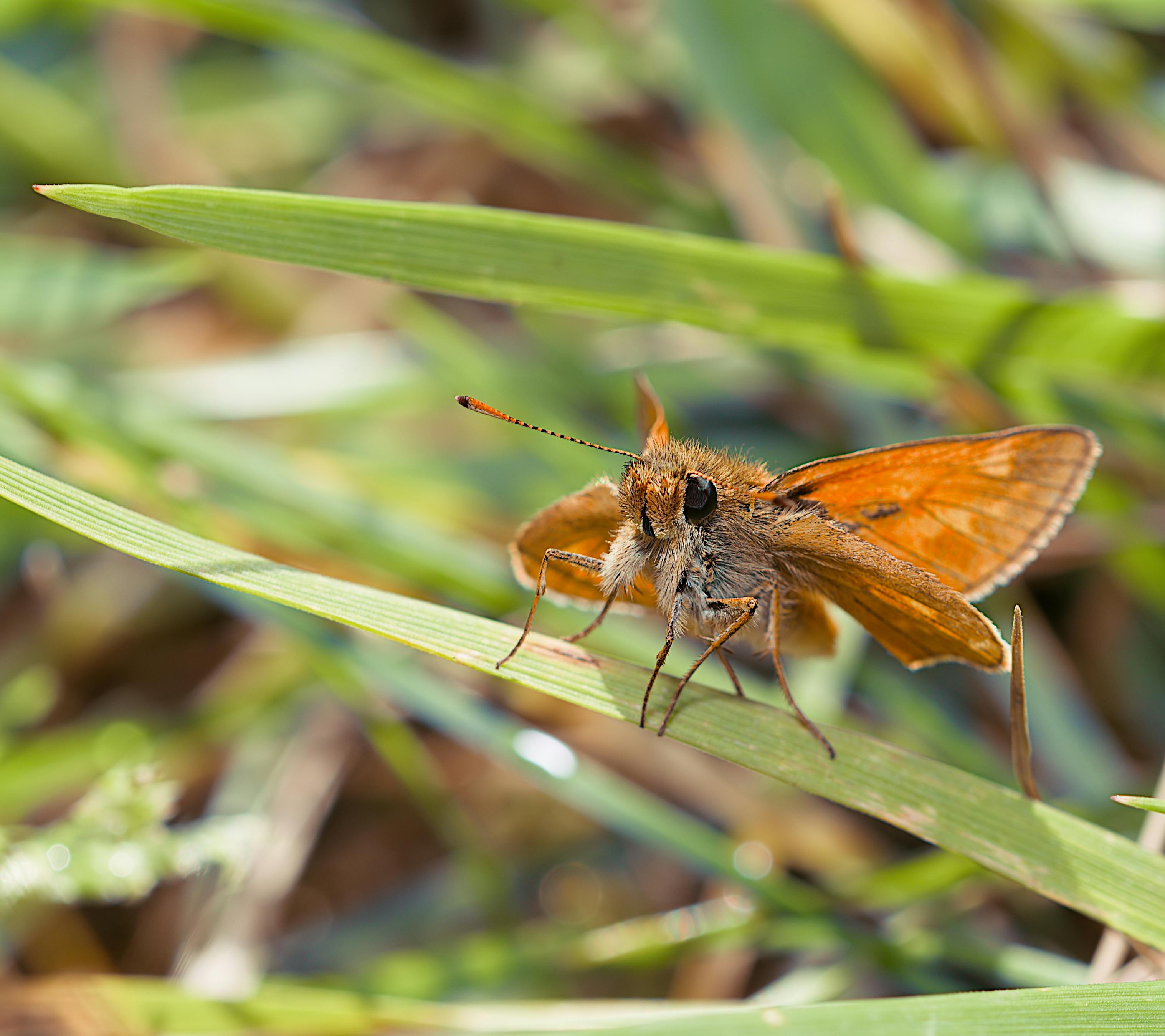 Brown Skipper Butterfly Perching on a Leaf · Free Stock Photo