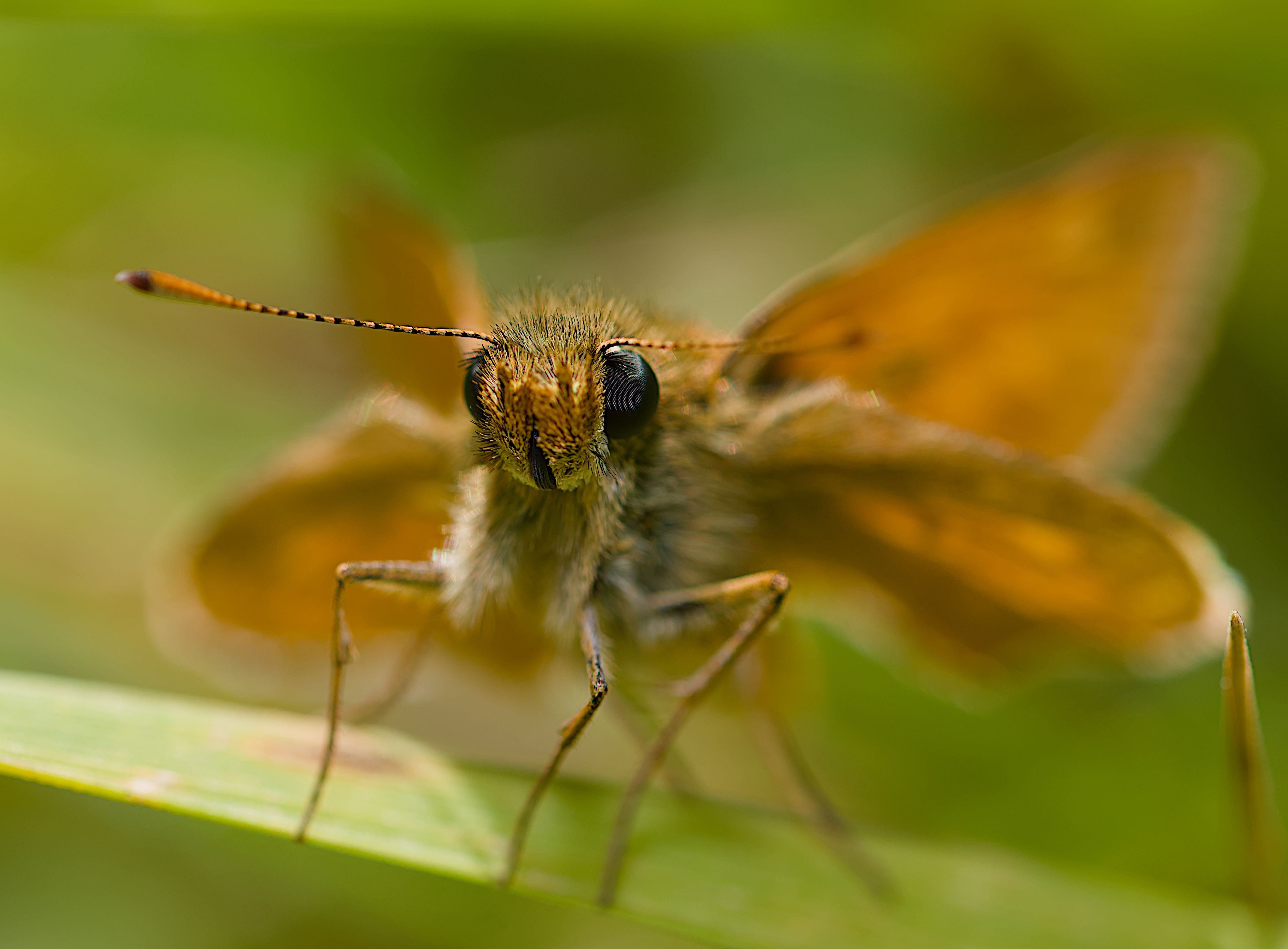 Close up of a Small Skipper · Free Stock Photo
