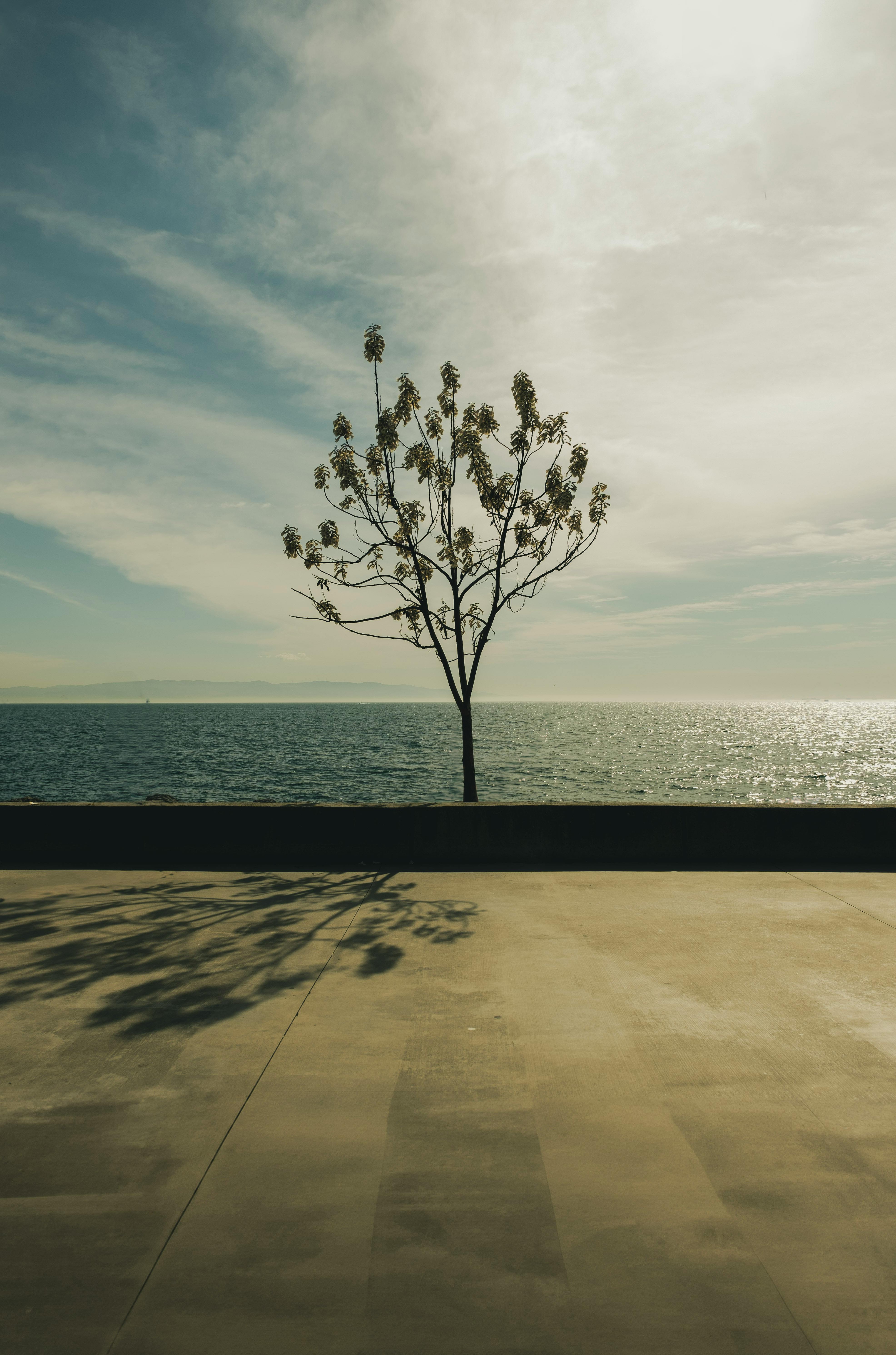 Tree Casting Shadow on Promenade · Free Stock Photo