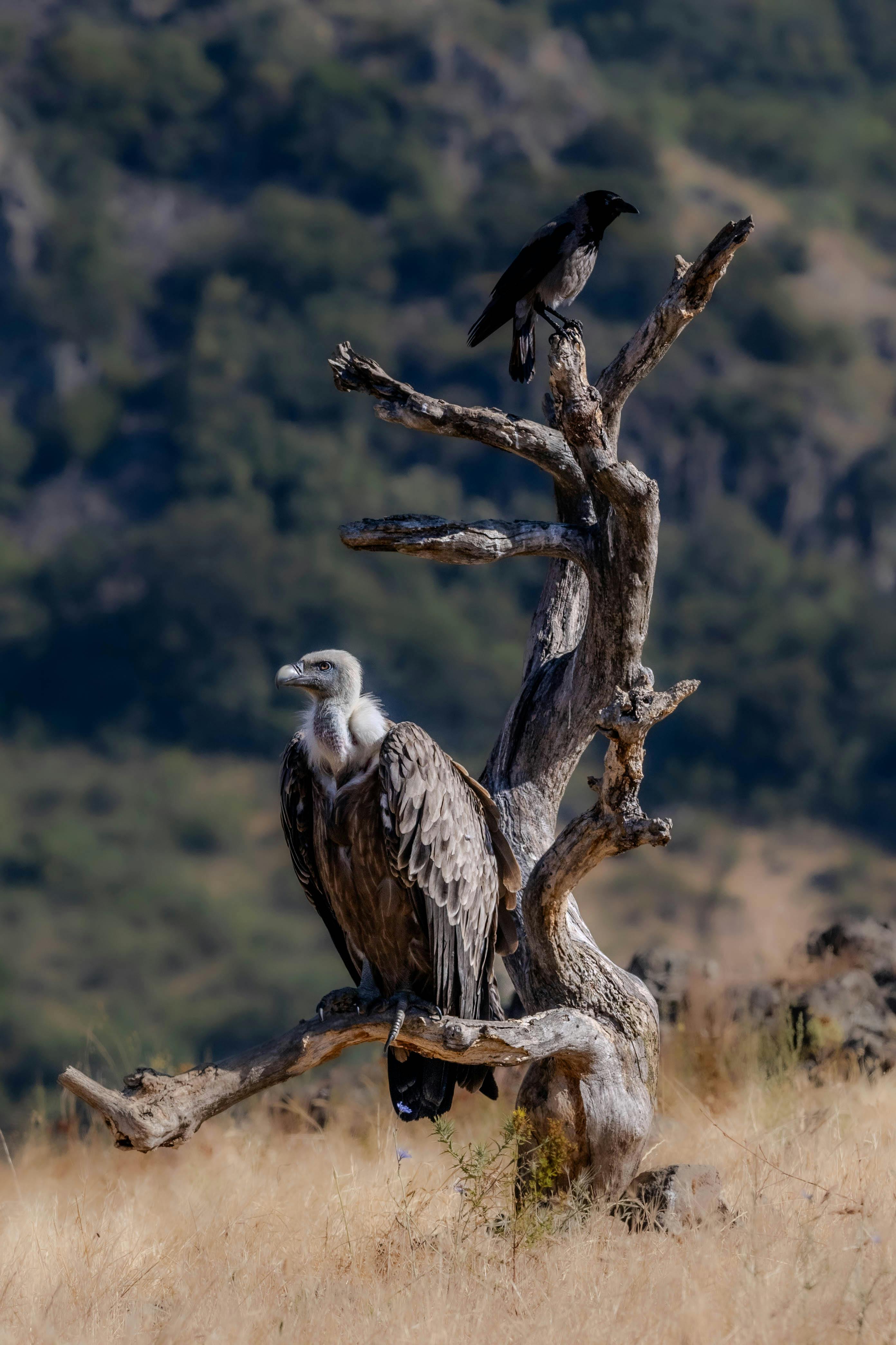 Crow On Eagle Back Photos, Download The BEST Free Crow On Eagle Back ...