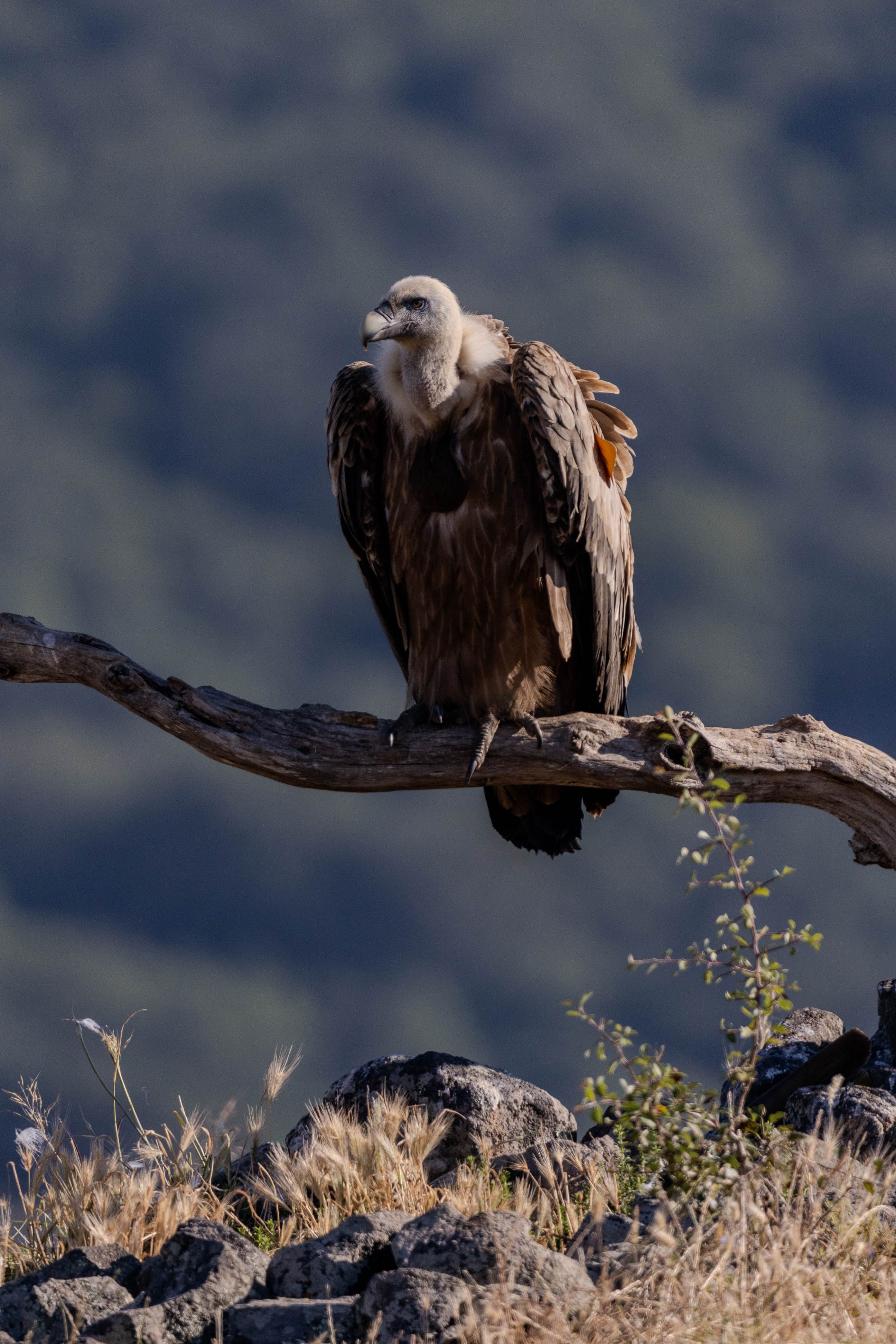 A Vulture Perching on a Branch · Free Stock Photo