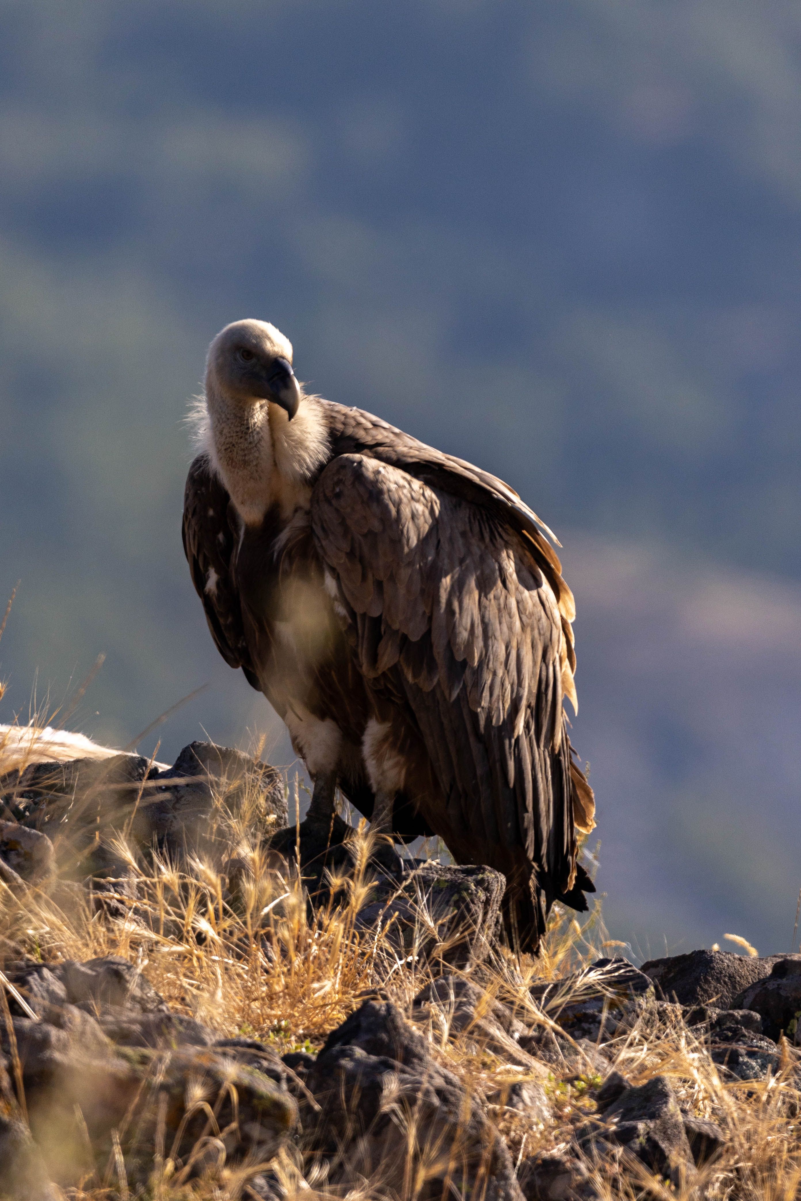 Vulture in Nature · Free Stock Photo