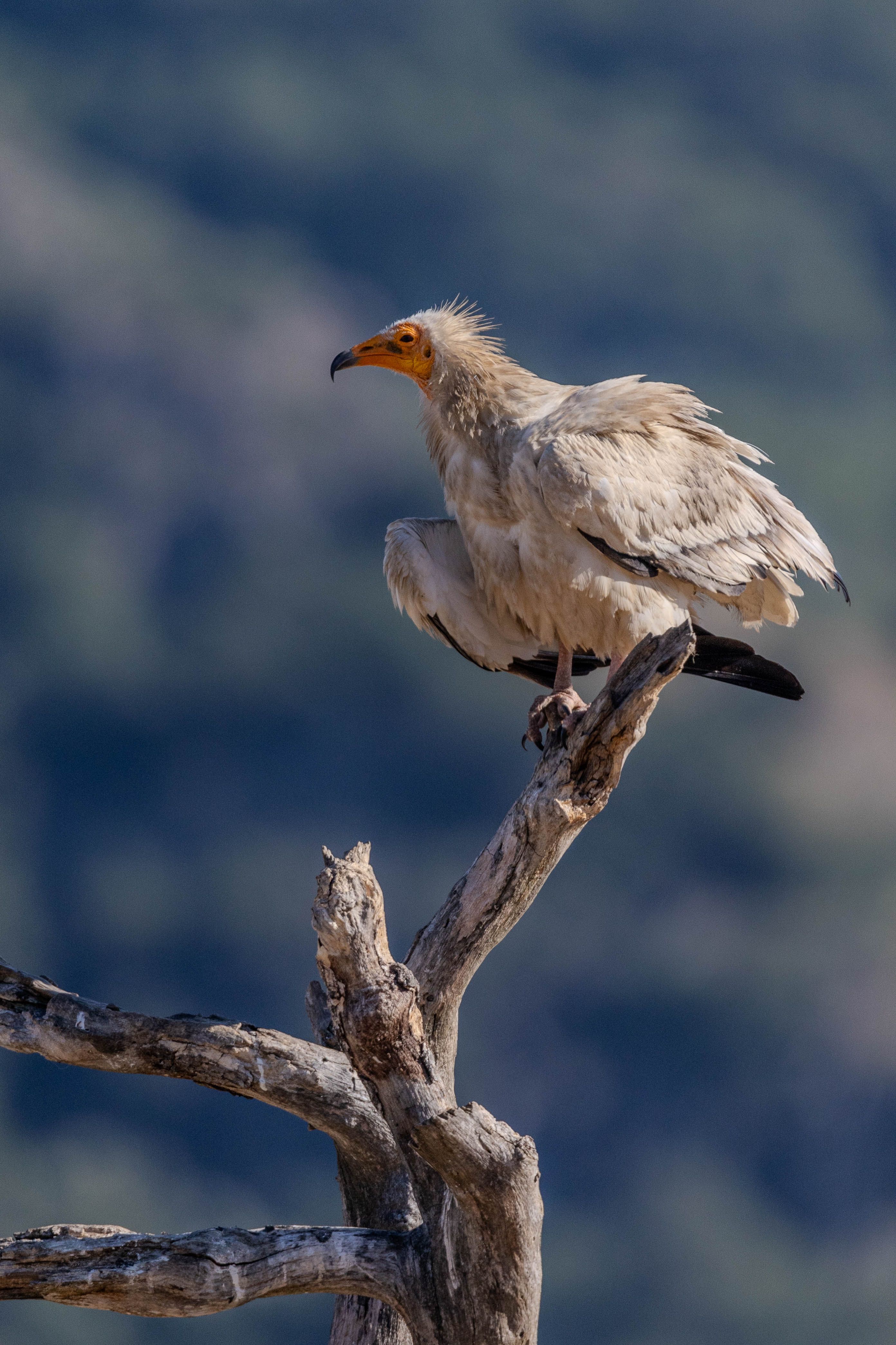 Vulture Perching on Eroded Tree · Free Stock Photo