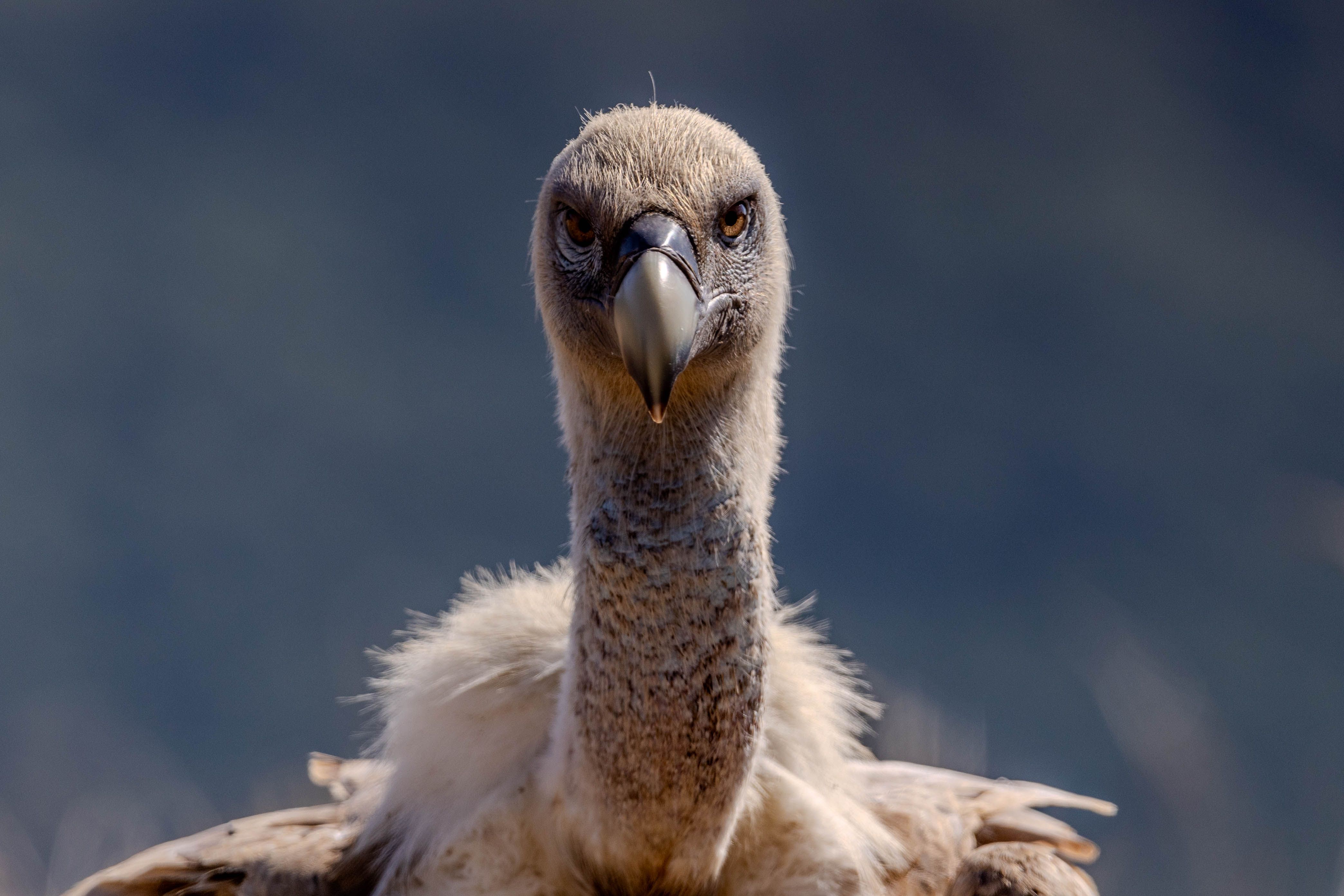 Close-up of a Vulture · Free Stock Photo