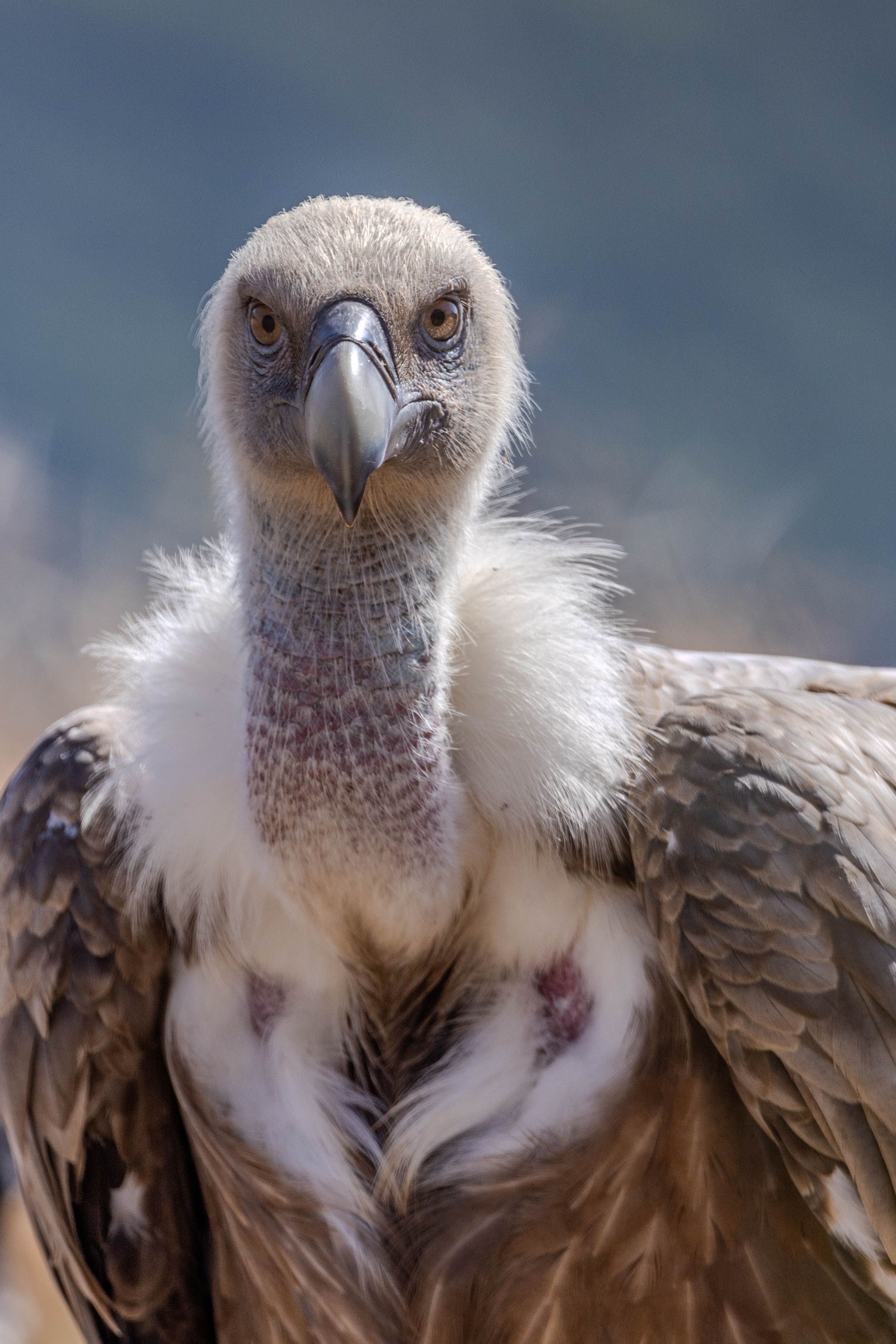 Portrait of Falcon in Sunlight · Free Stock Photo