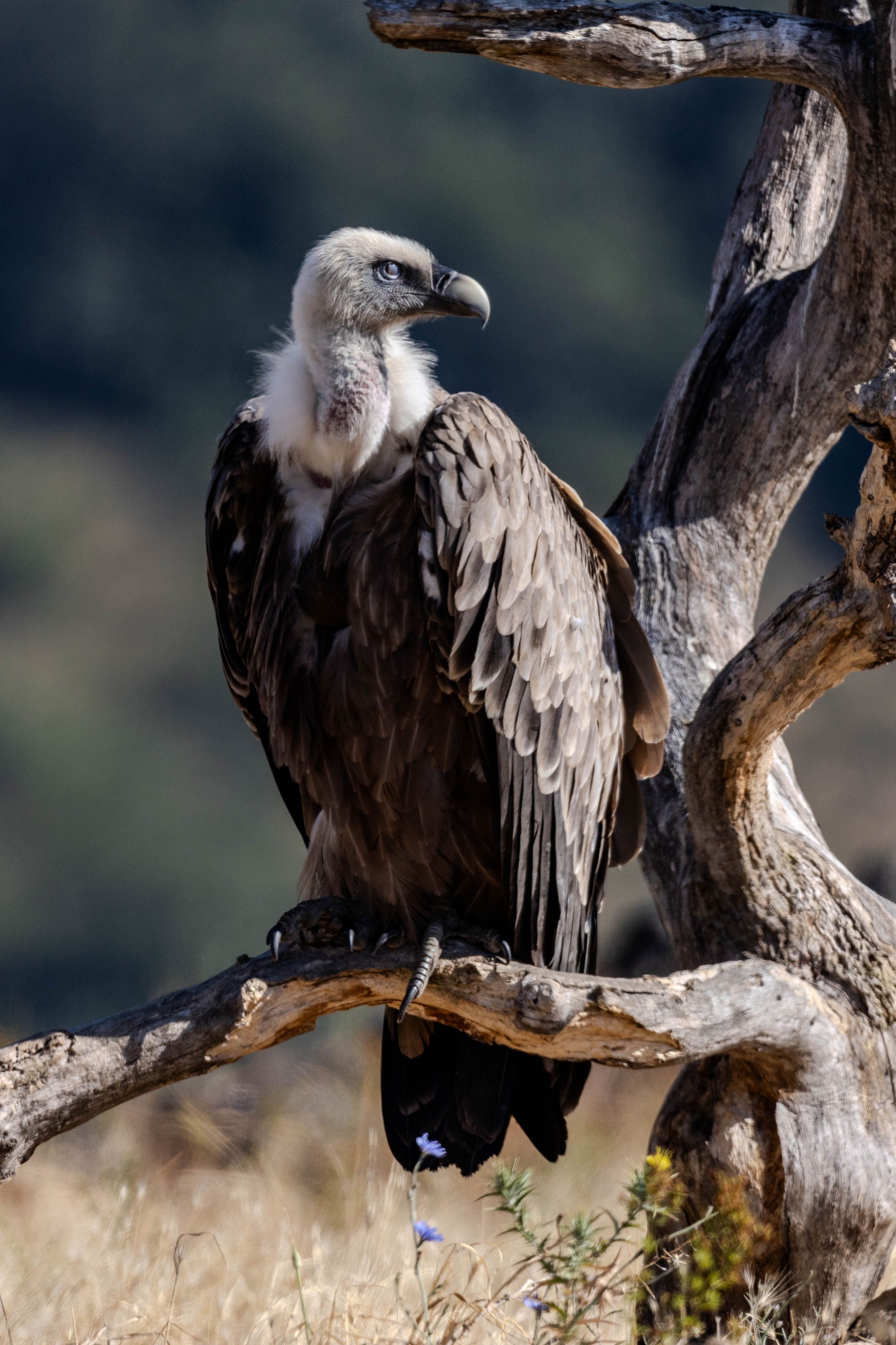 Vulture Perching on a Tree · Free Stock Photo