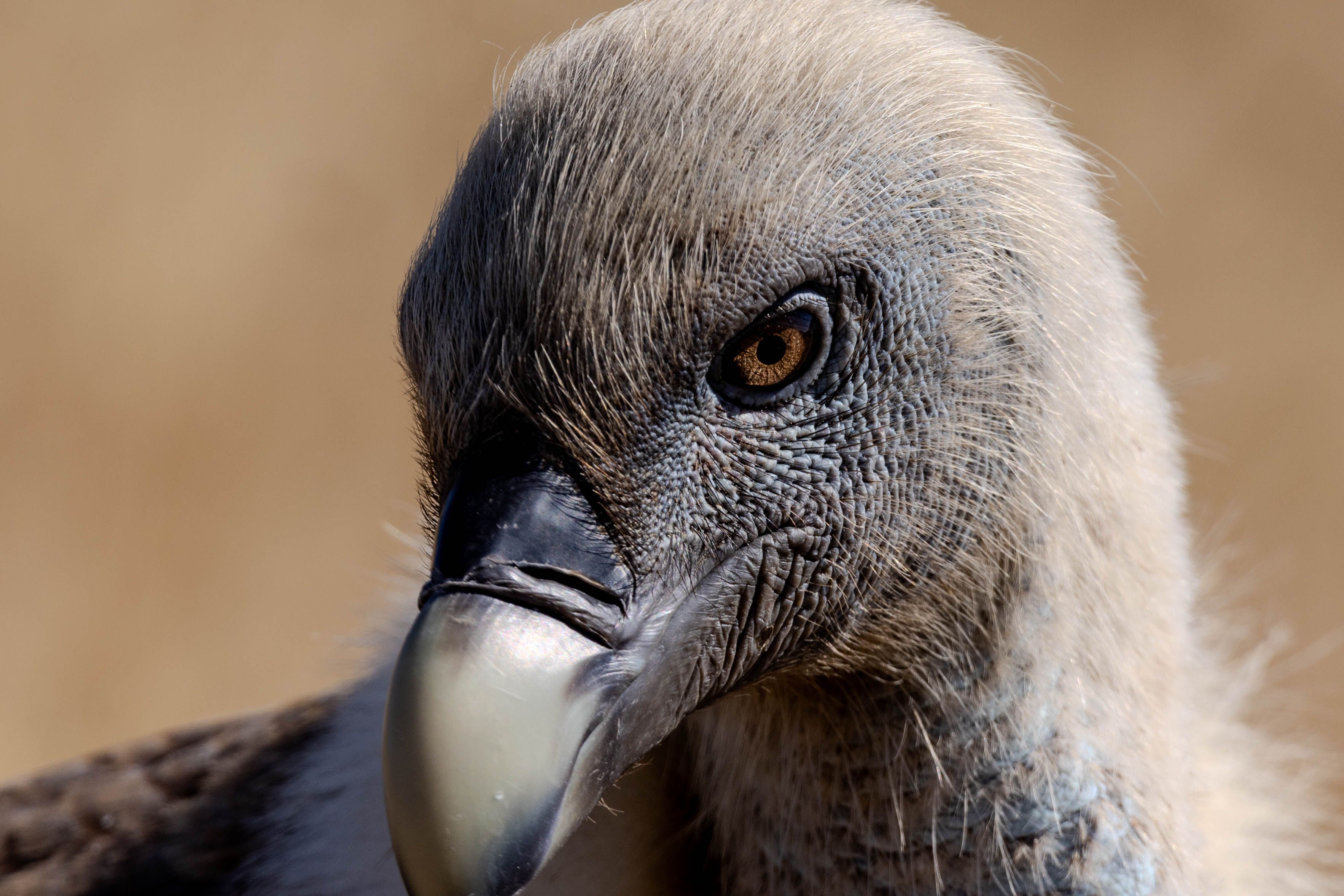 Head of Gray Vulture · Free Stock Photo