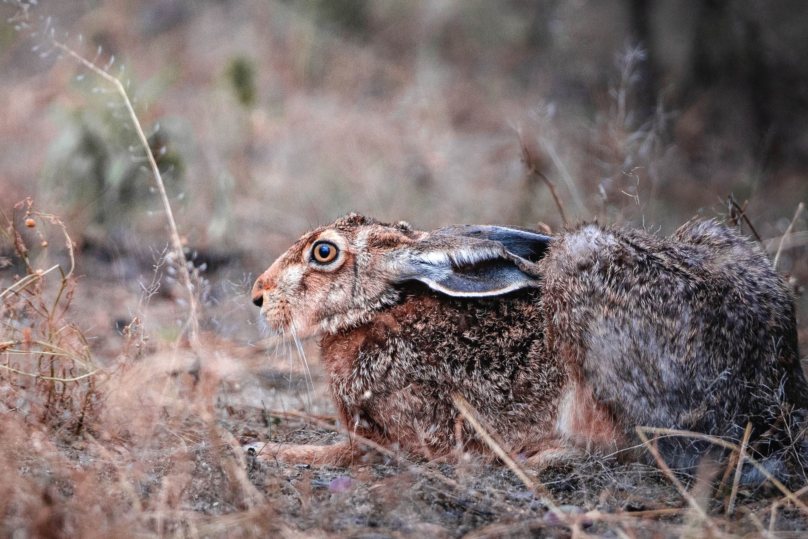 Close-up of a Hare · Free Stock Photo
