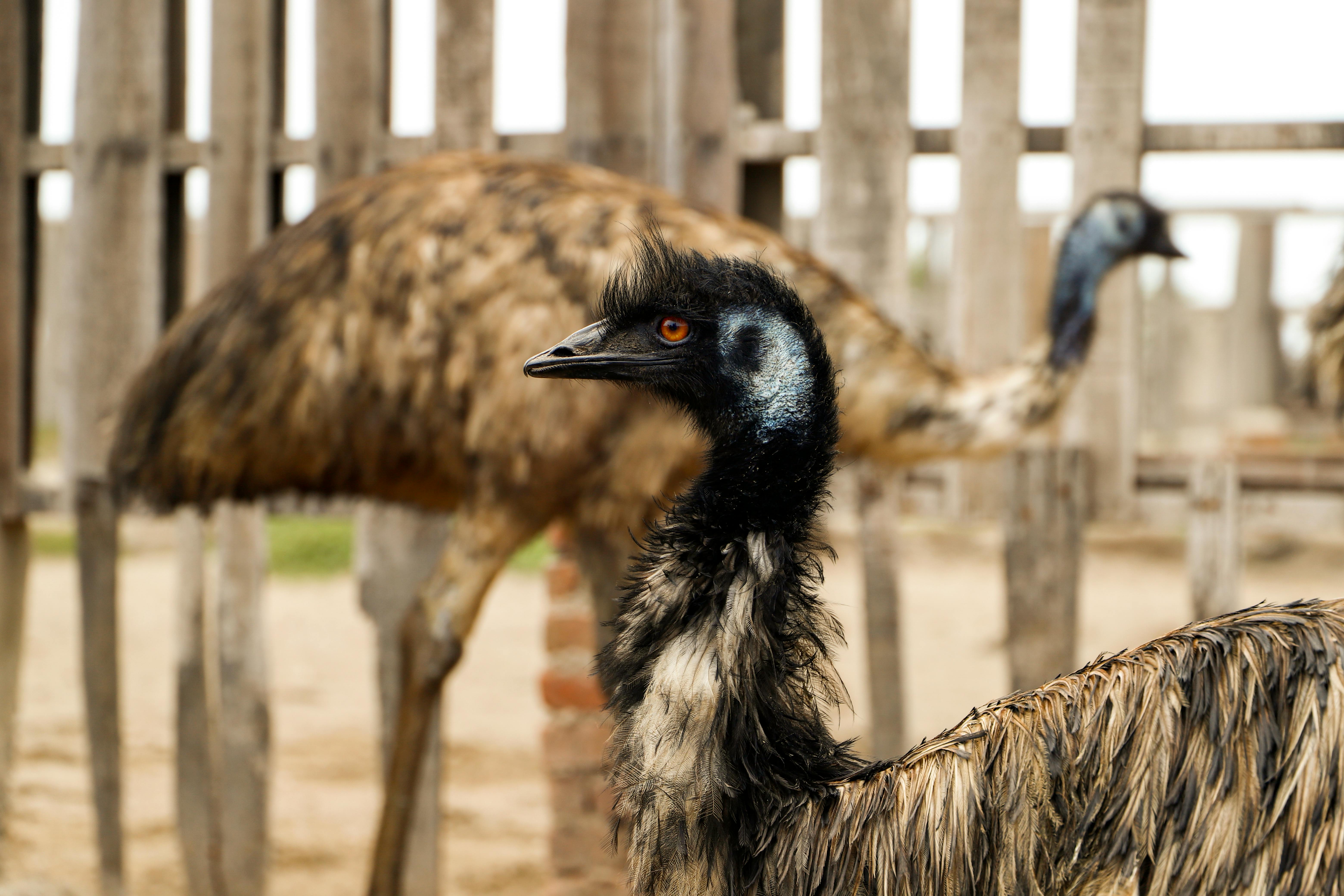 Photo of Emu Birds · Free Stock Photo