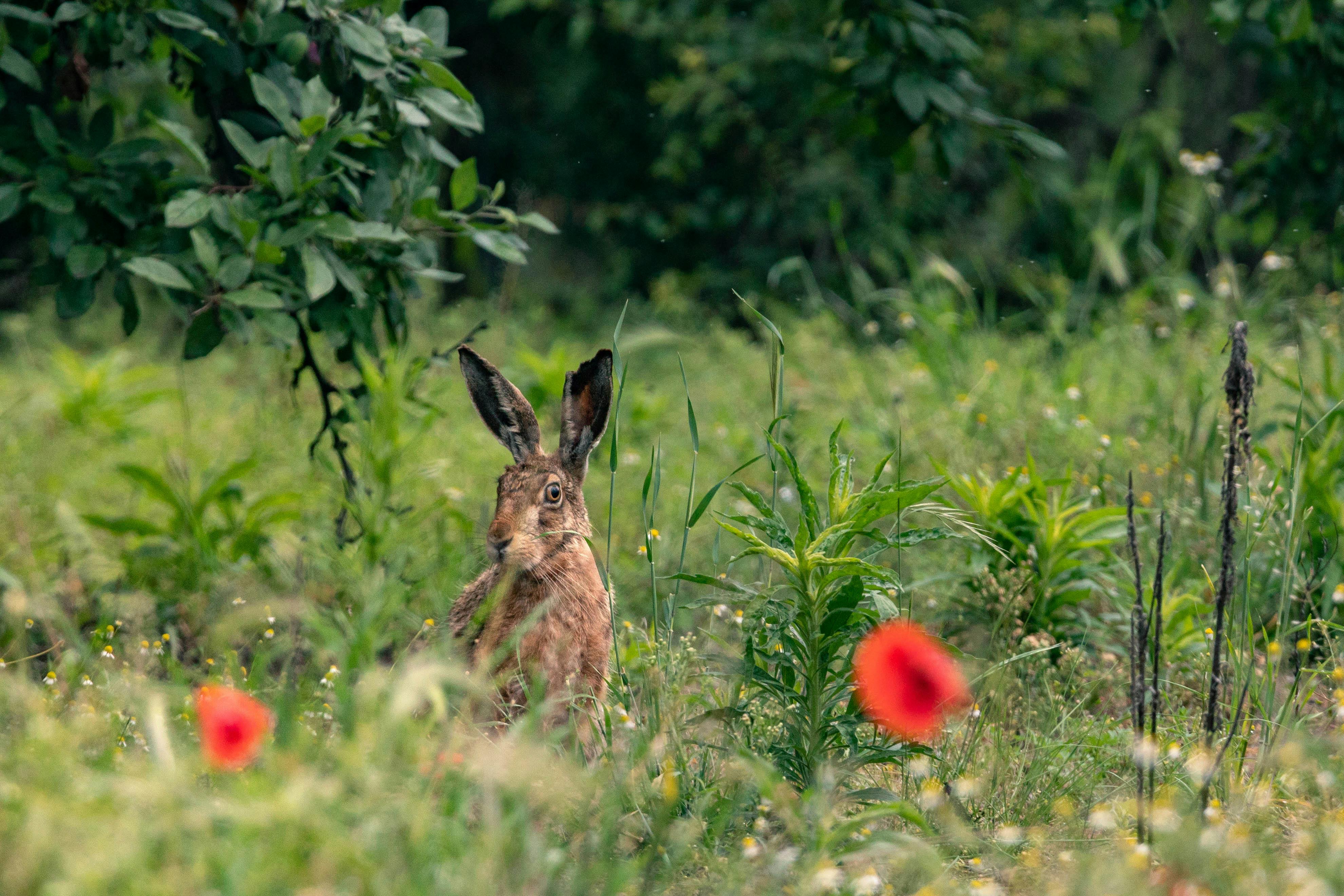 Rabbit Careful Standing on Meadow · Free Stock Photo