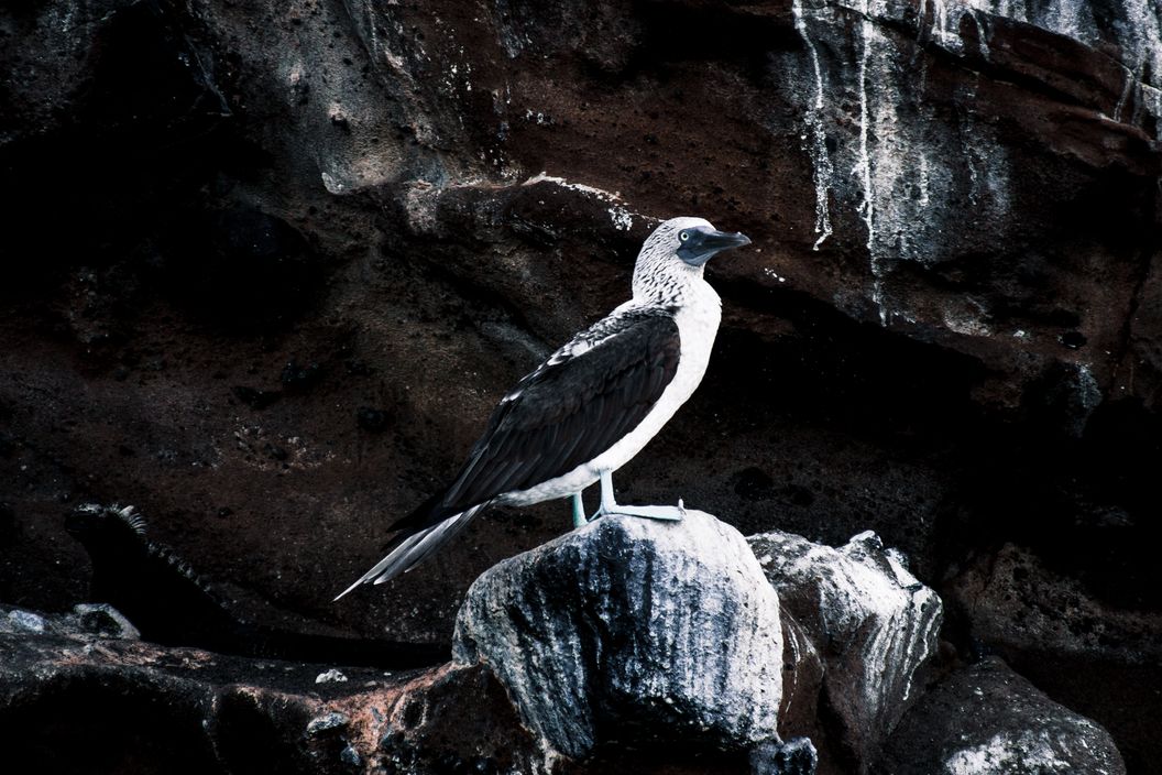 Blue Footed Boobies: Nature's Colorful Seabirds Explained