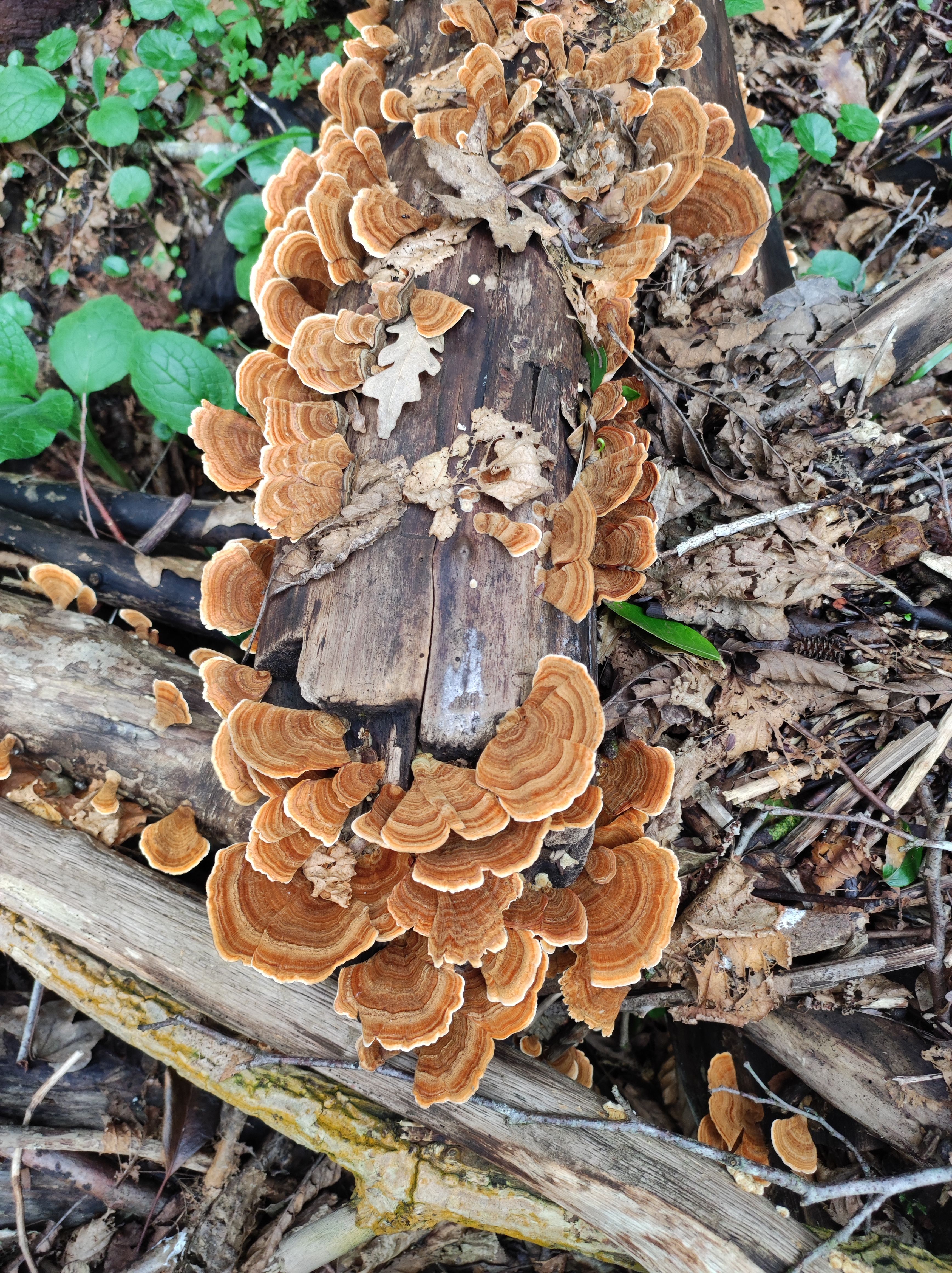 Mushrooms on Tree Trunk in Forest · Free Stock Photo