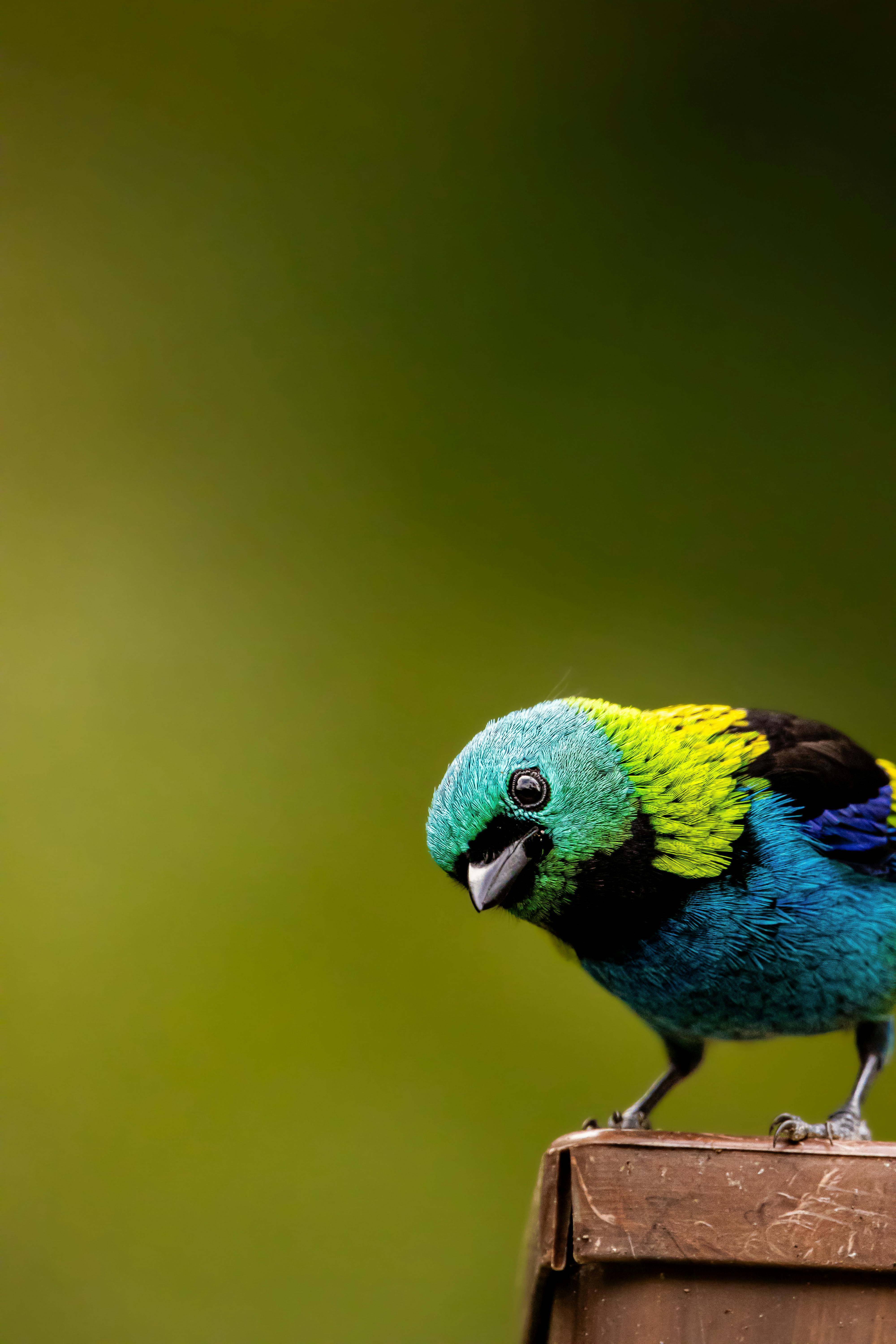 Close-up of a Green-headed Tanager · Free Stock Photo