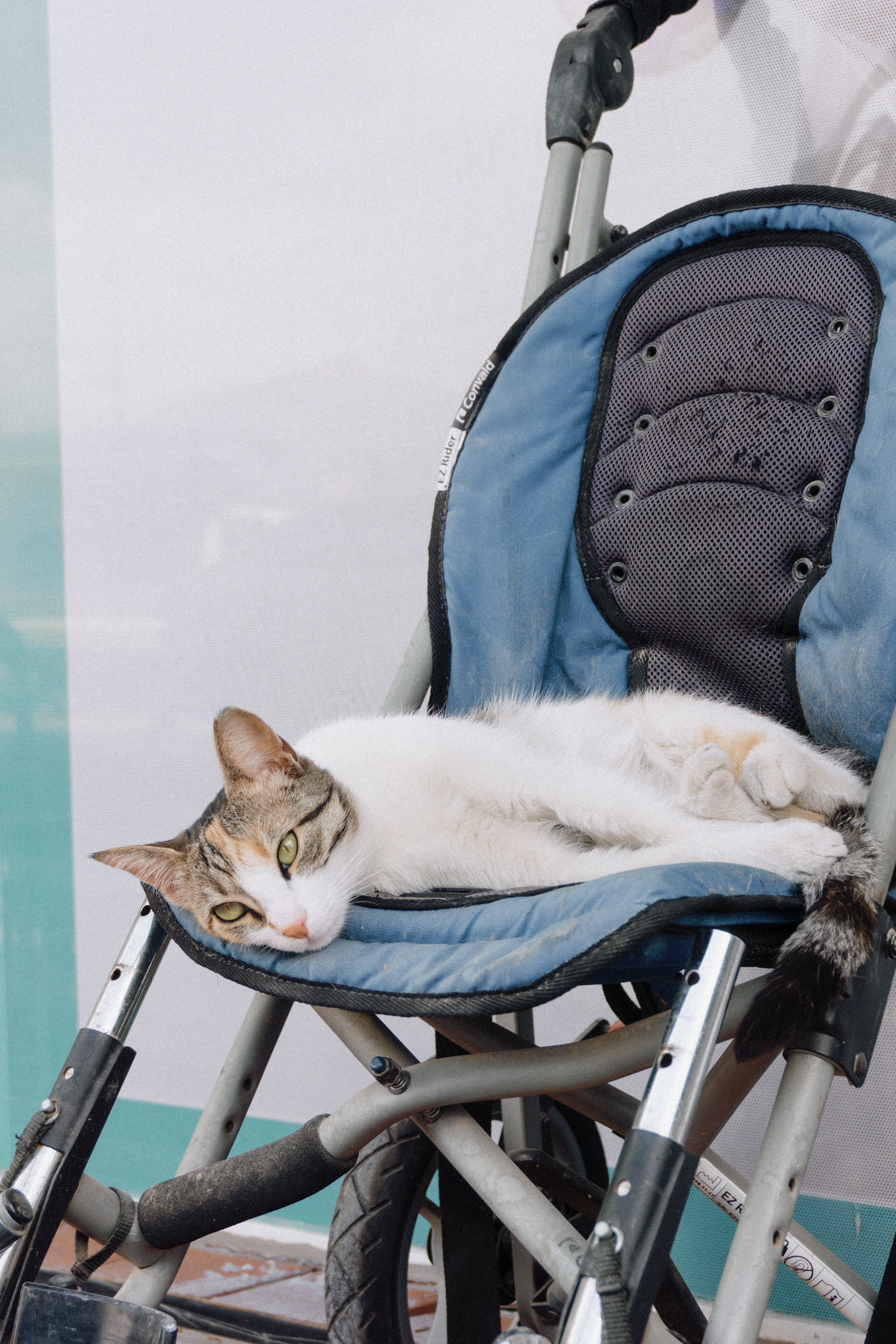 Pampa Cat Photos, Download The BEST Free Pampa Cat Stock Photos & HD Images