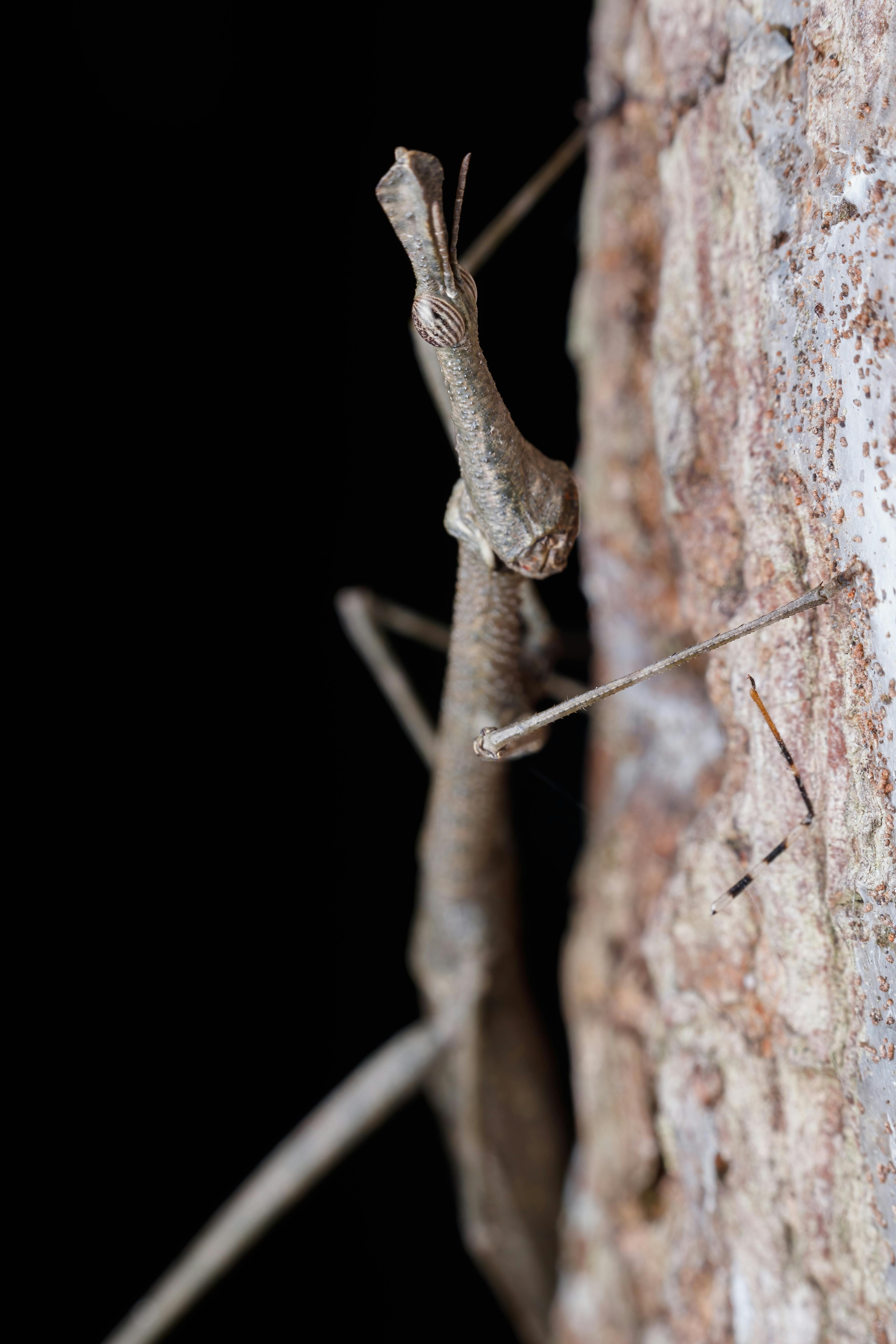 Jumping Stick Insect · Free Stock Photo
