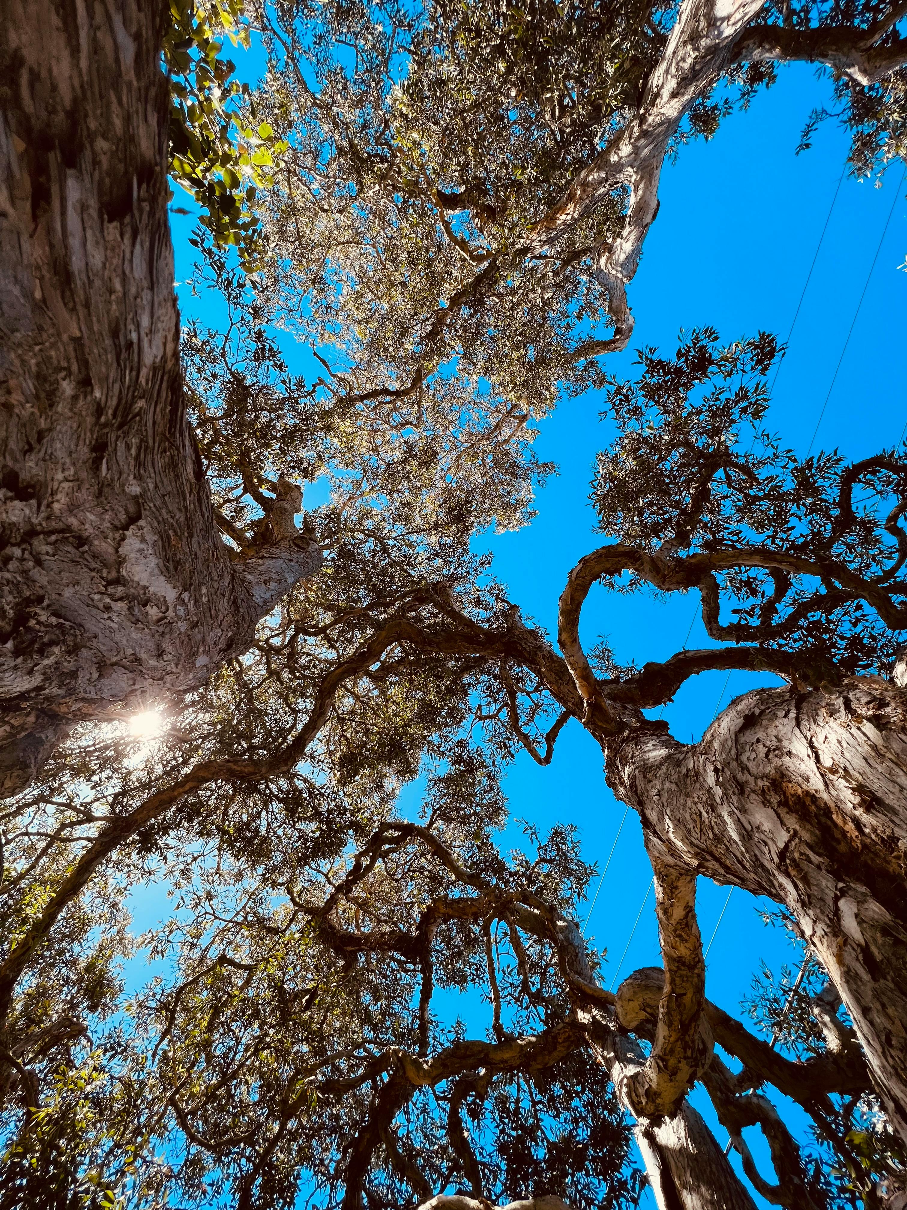 Worm's Eye View of Pine Trees · Free Stock Photo