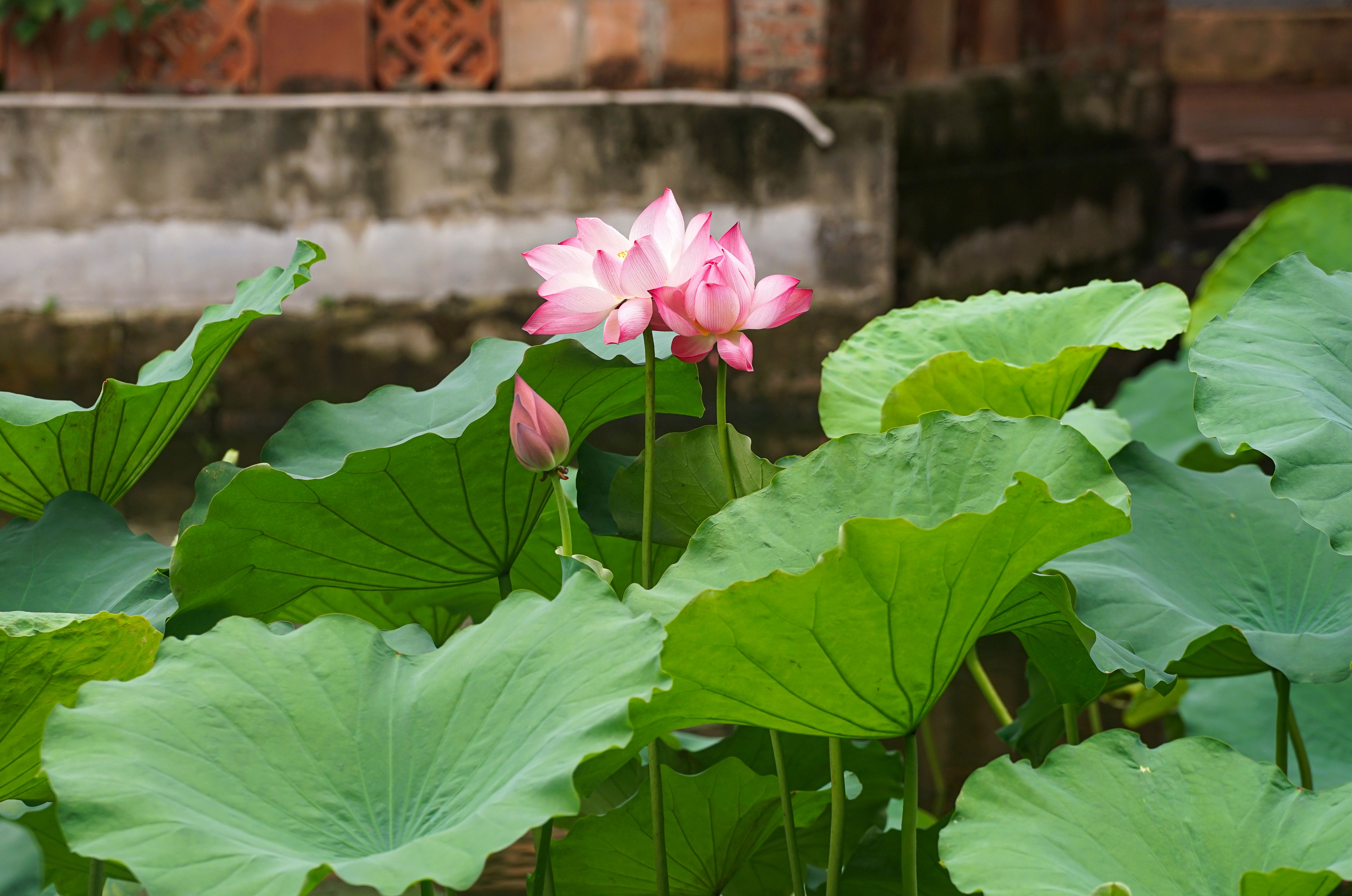 Lotuses Photos, Download The BEST Free Lotuses Stock Photos & HD Images