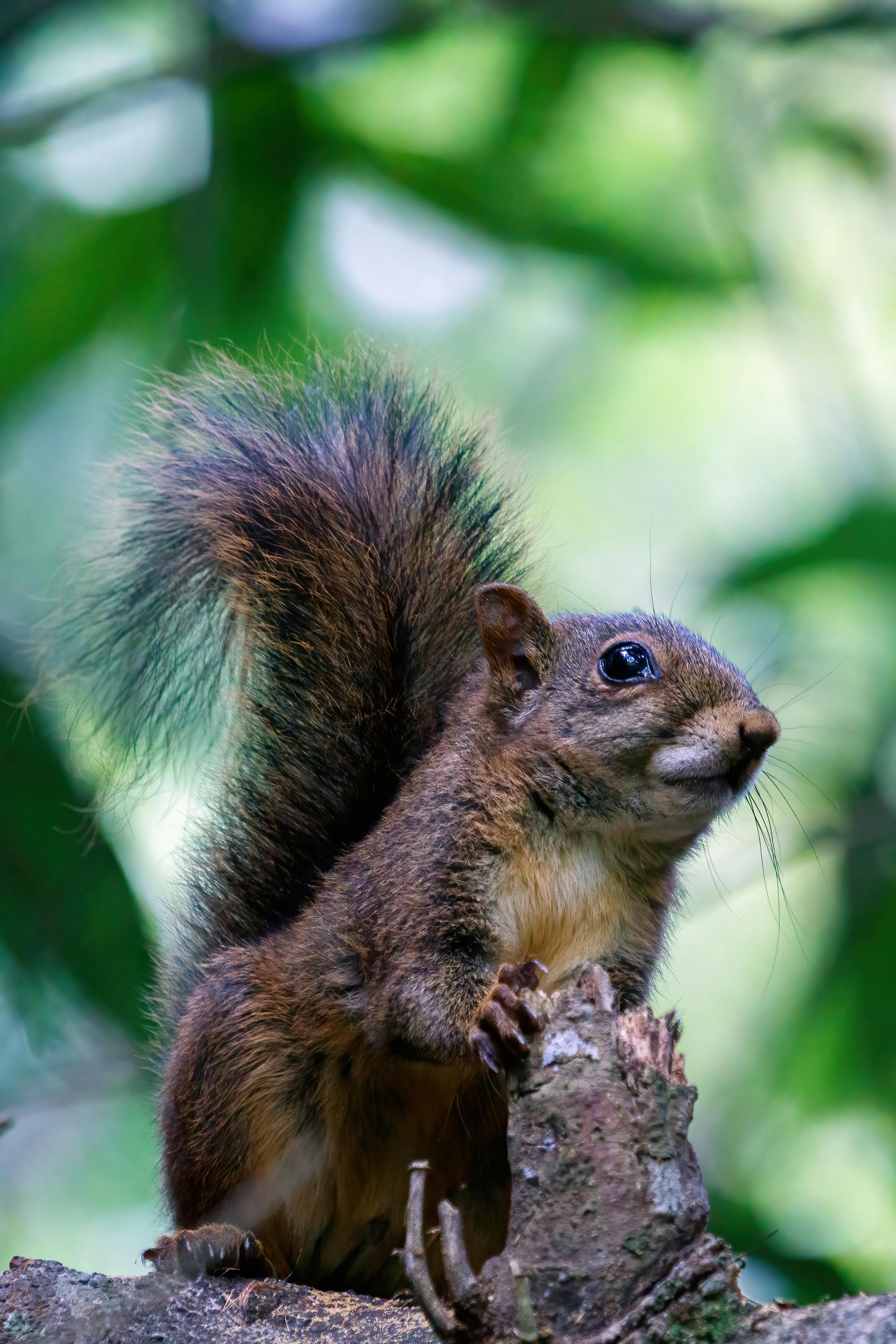 Selective Focus of Squirrel · Free Stock Photo